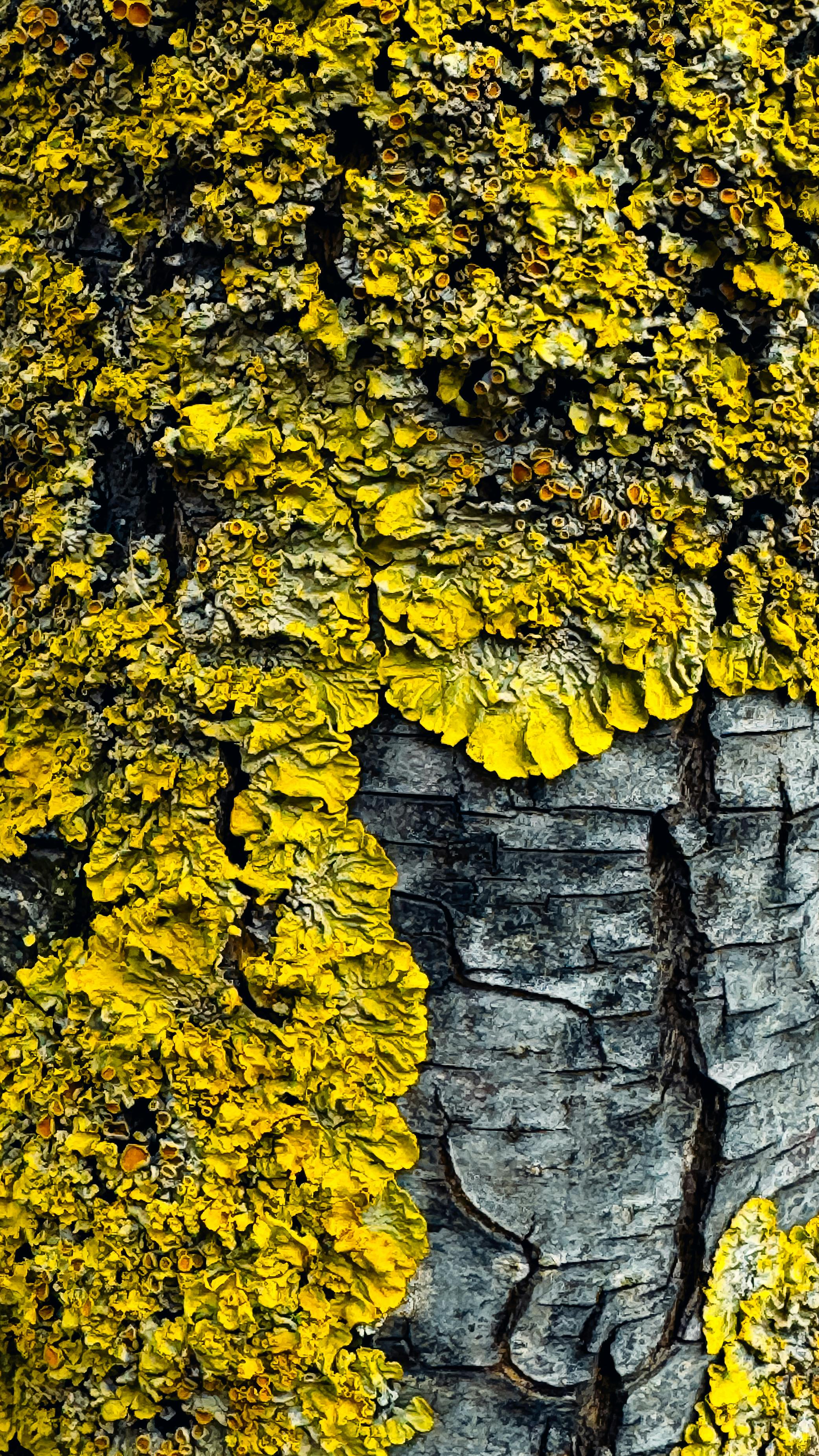 Vibrant Yellow Lichen on Tree Bark Close-Up · Free Stock Photo