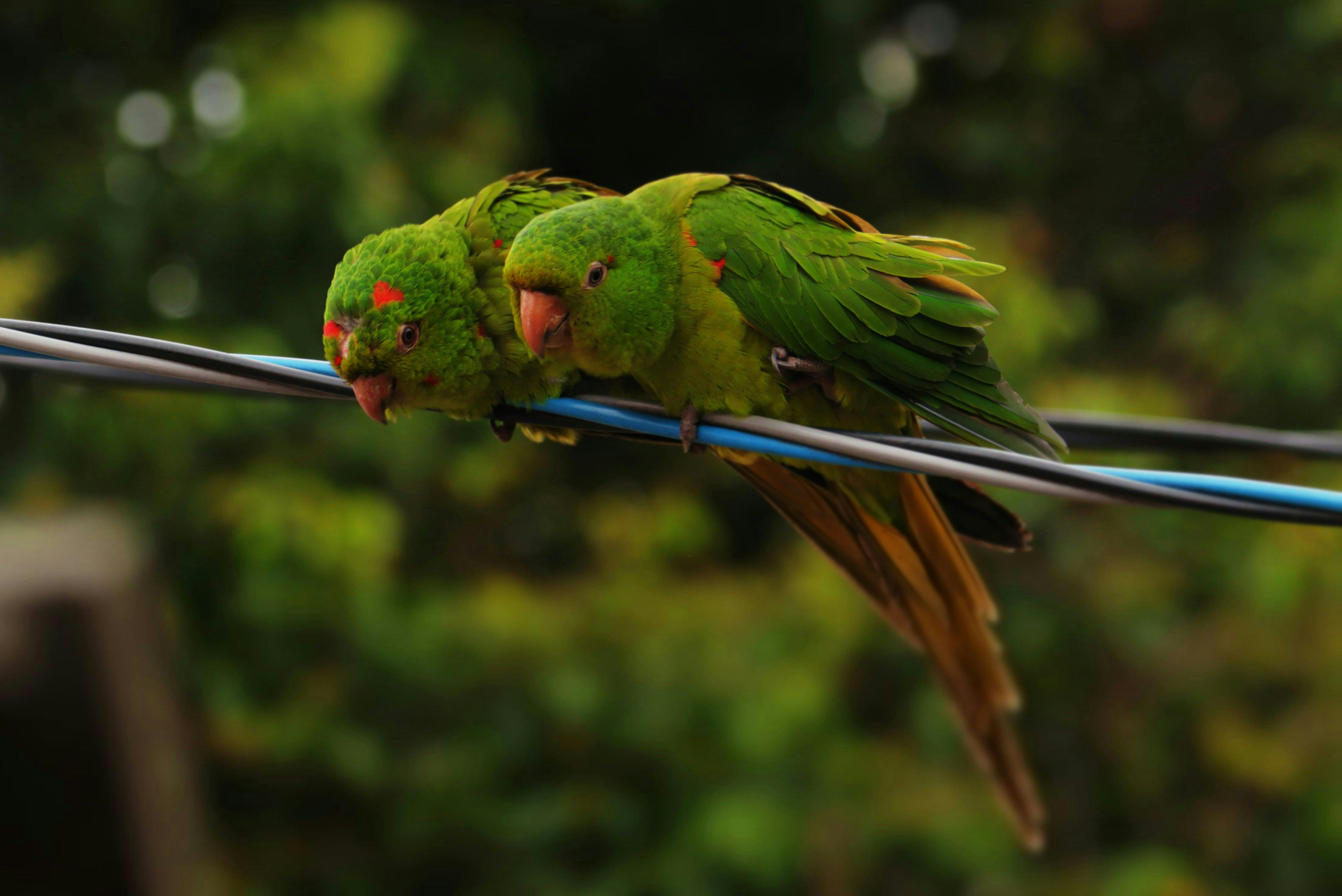 Green Parakeets Resting on Wires in São Paulo · Free Stock Photo