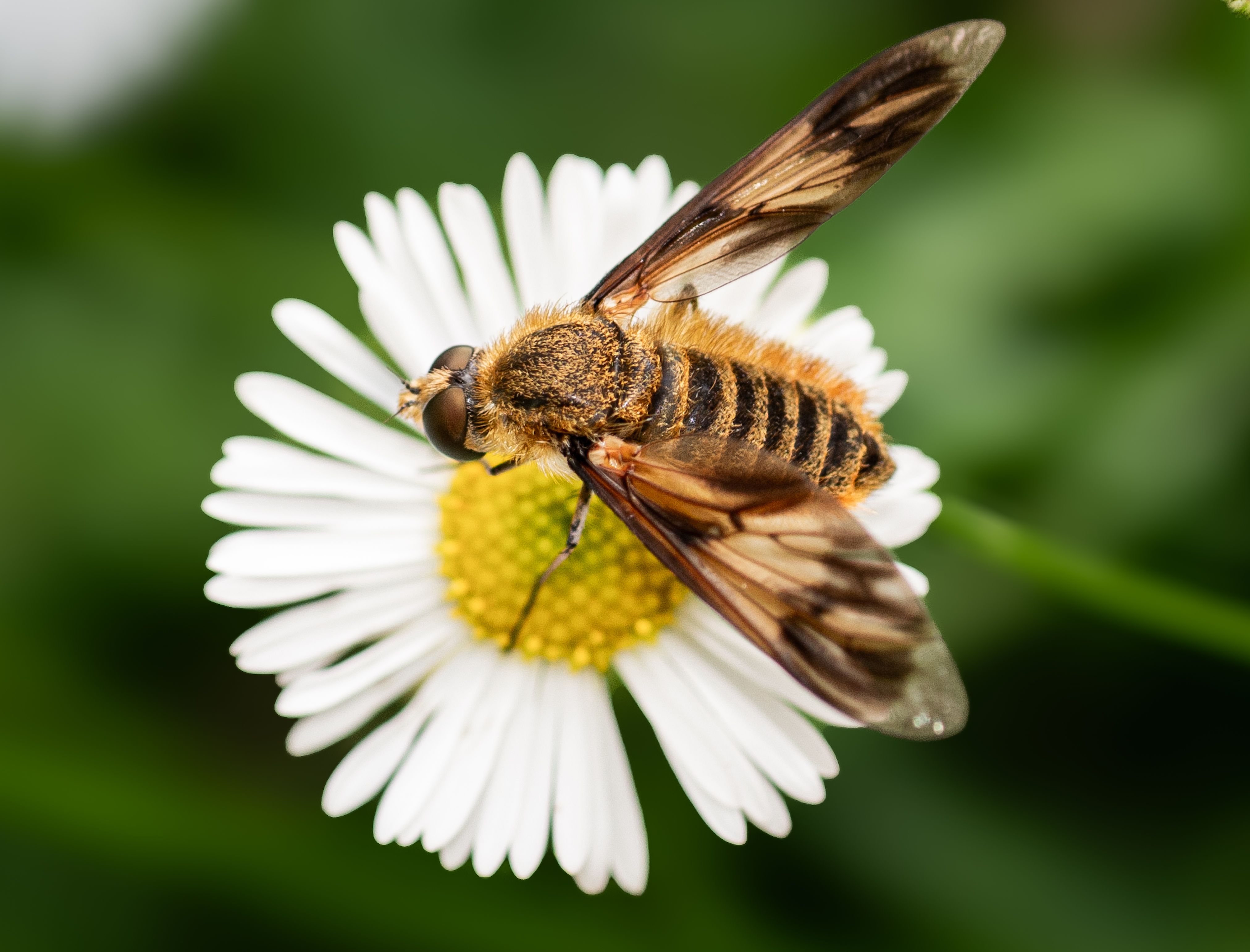 Close-up of a Bee on a White Daisy Flower · Free Stock Photo