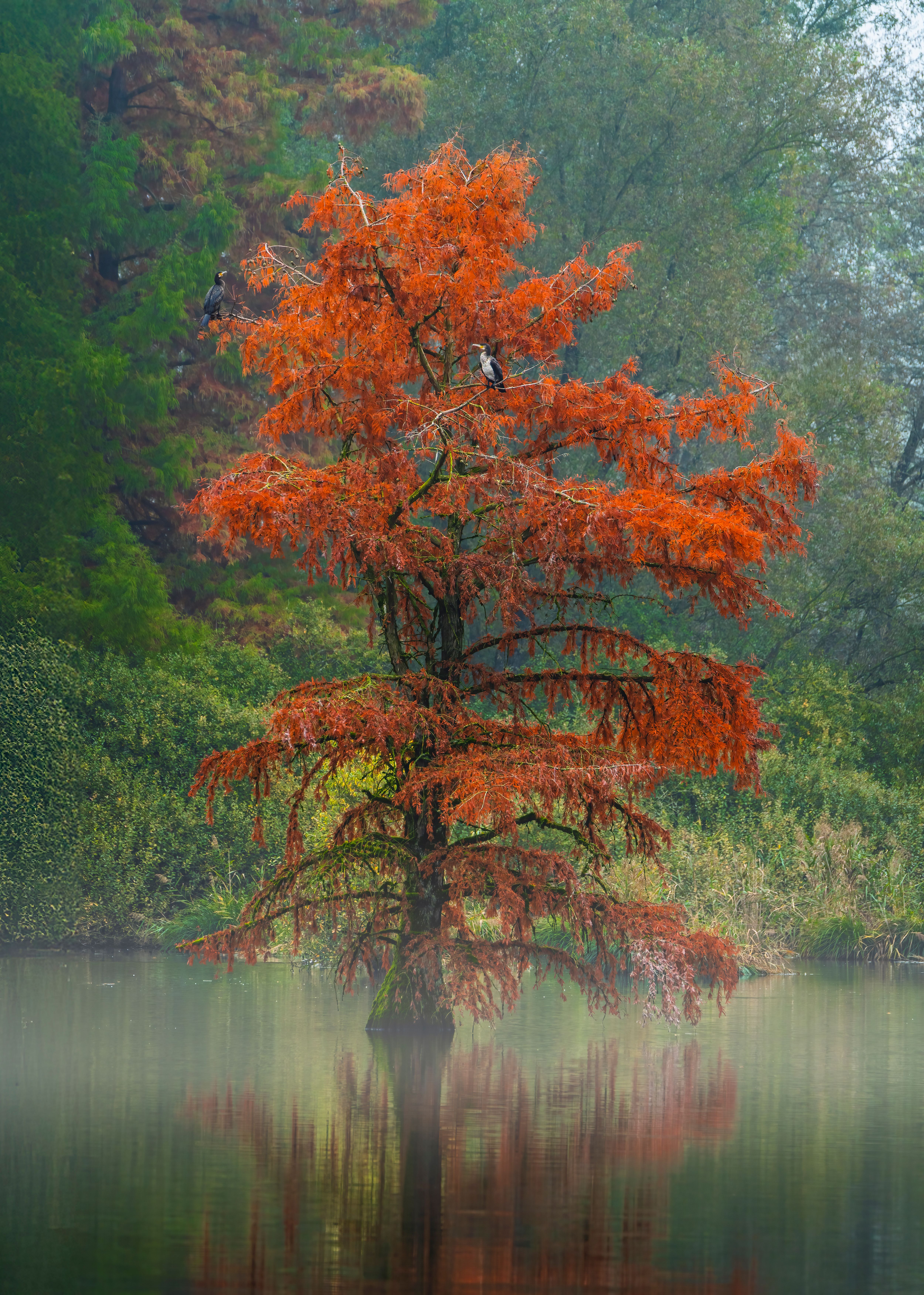 Serene Cypress Tree in Foggy French Landscape · Free Stock Photo