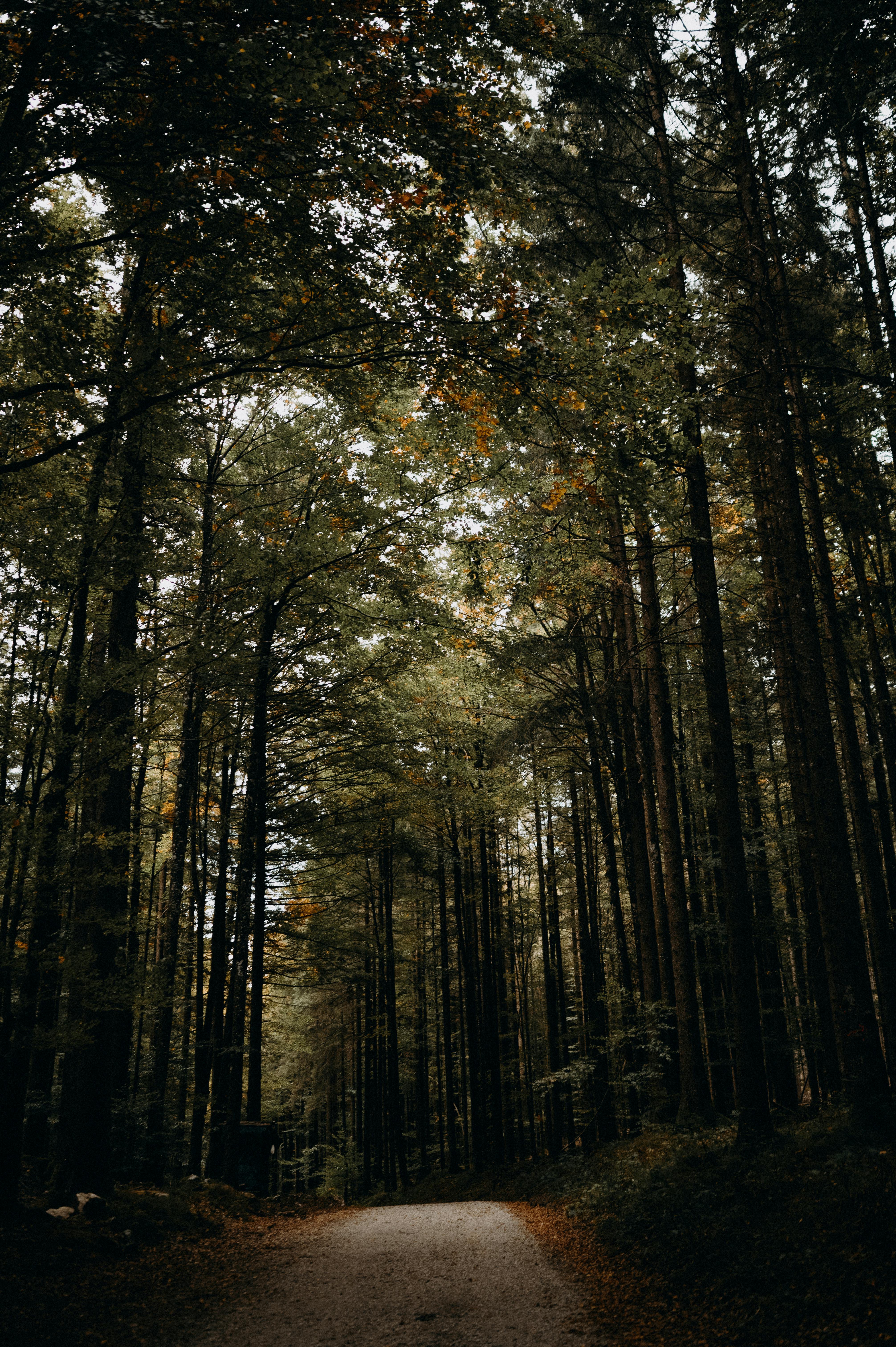 Sereno Sendero Forestal Rodeado De árboles Altos · Foto de stock gratuita