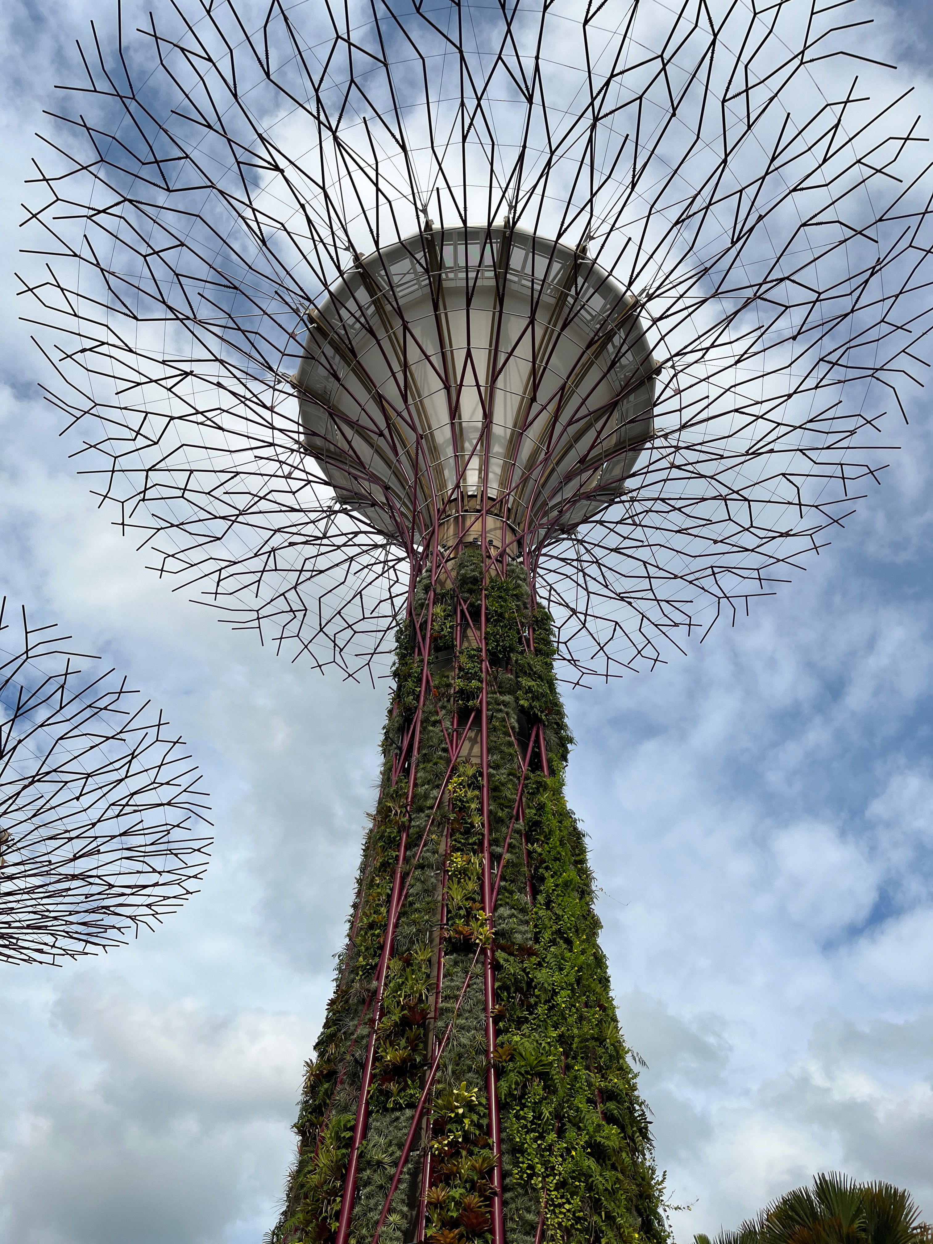 Supertree Grove · Free Stock Photo