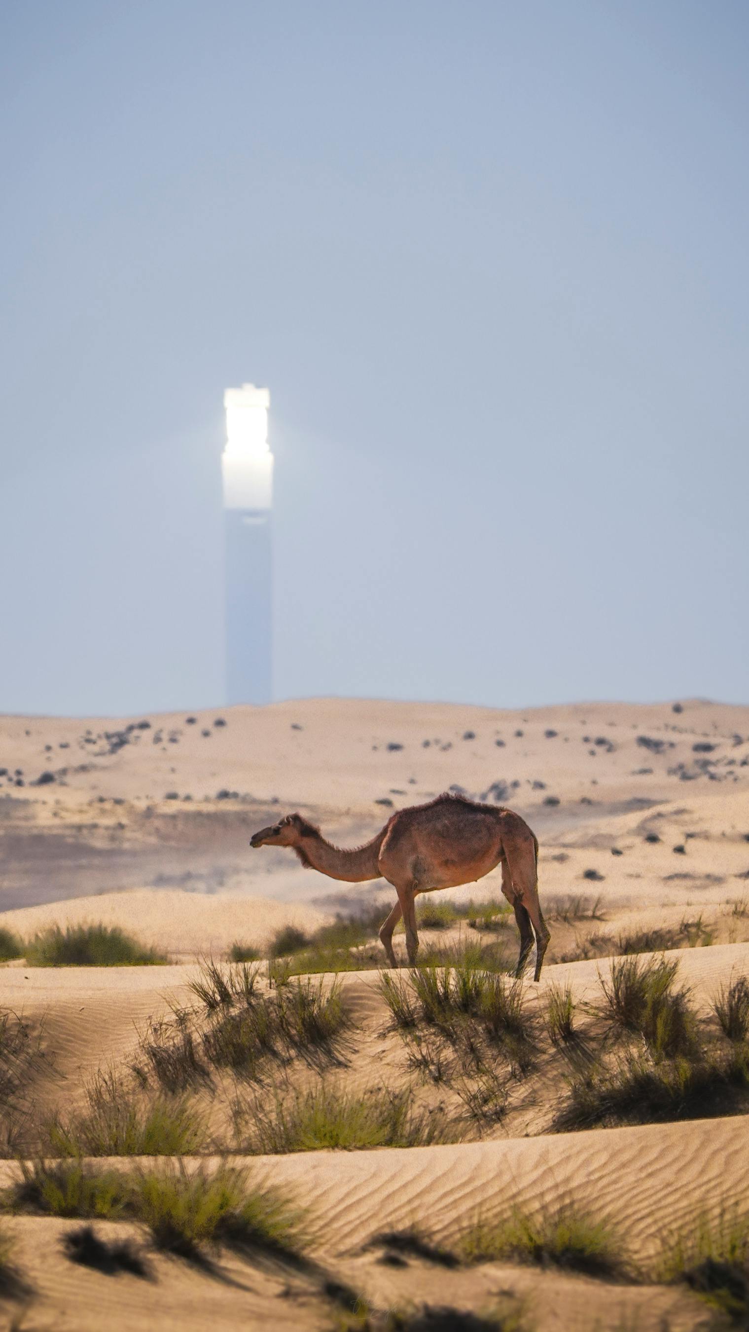 Camel in Desert with Solar Tower Background · Free Stock Photo