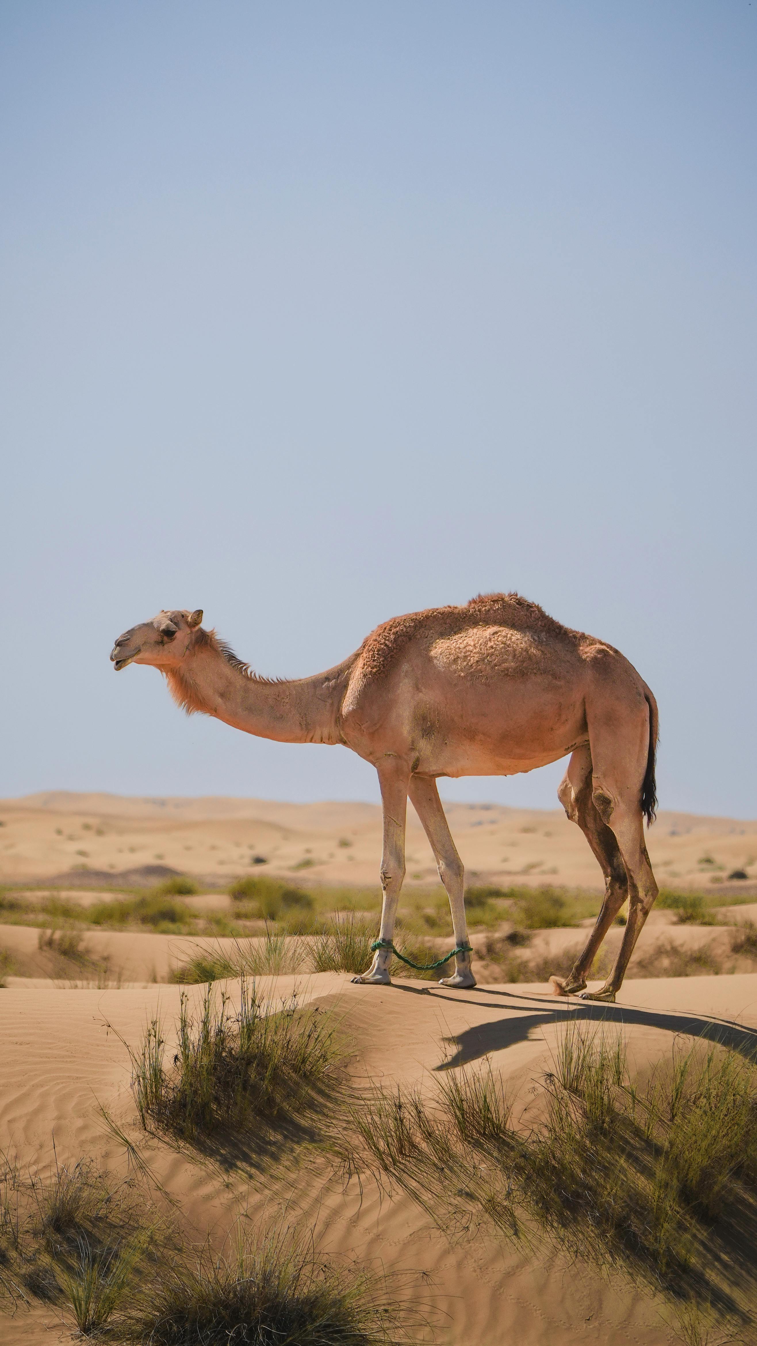 Unta Berjalan Di Lanskap Gurun Yang Luas · Foto Stok Gratis