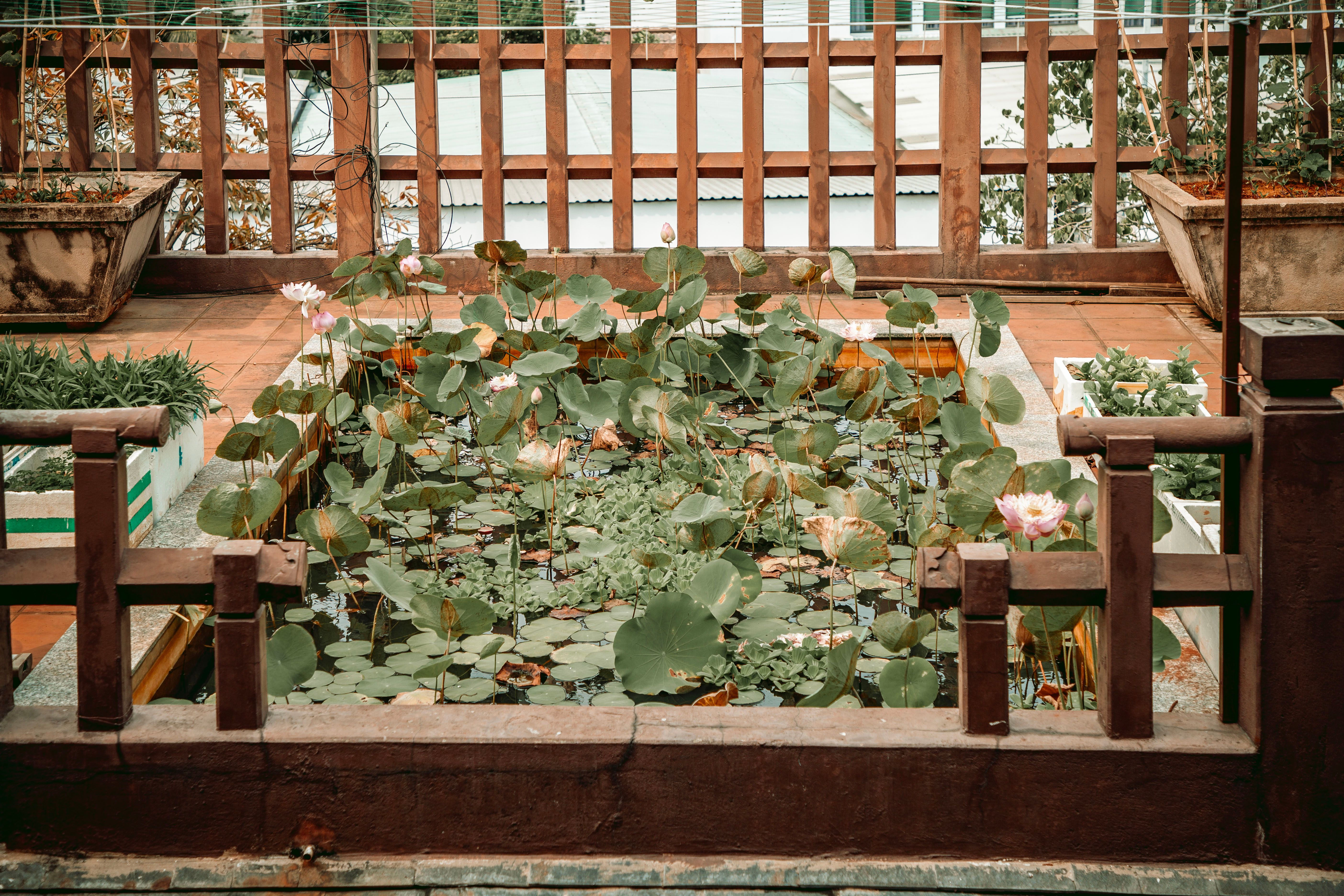 Serene Lotus Pond in Urban Rooftop Garden · Free Stock Photo