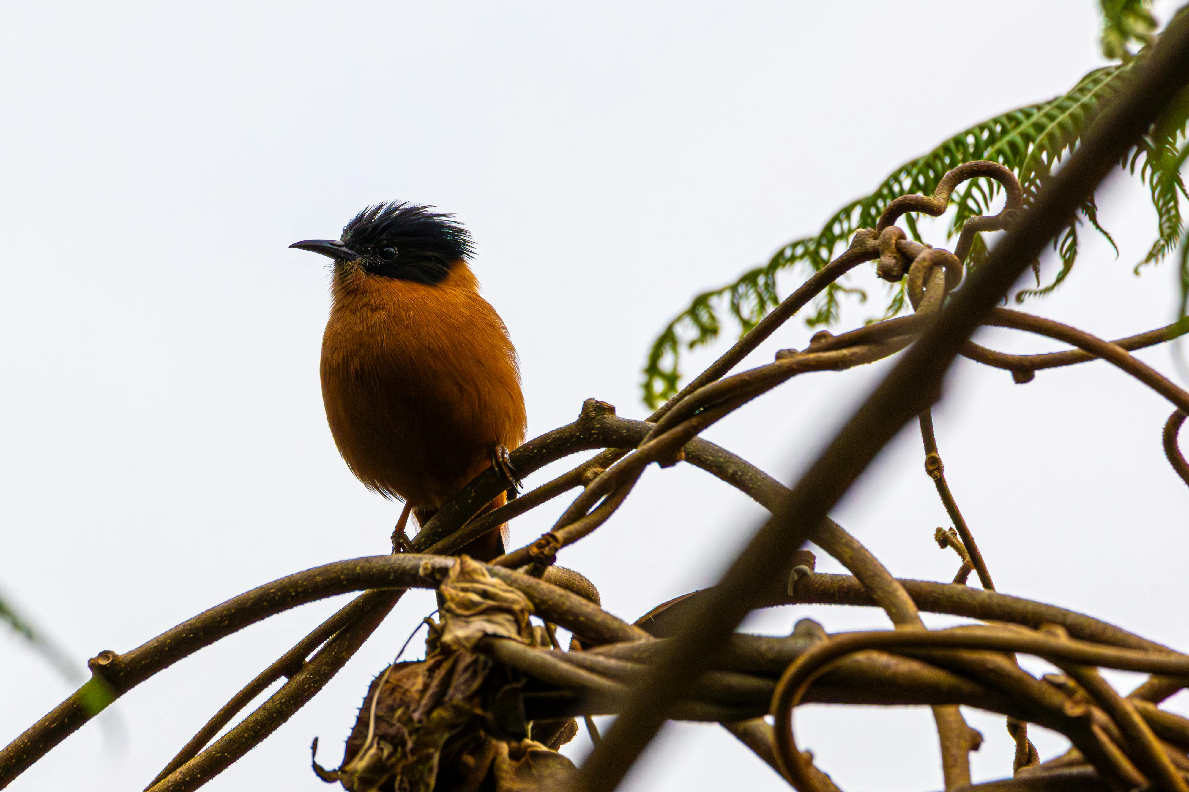 Vibrant Bird Perched on Twisted Branches · Free Stock Photo
