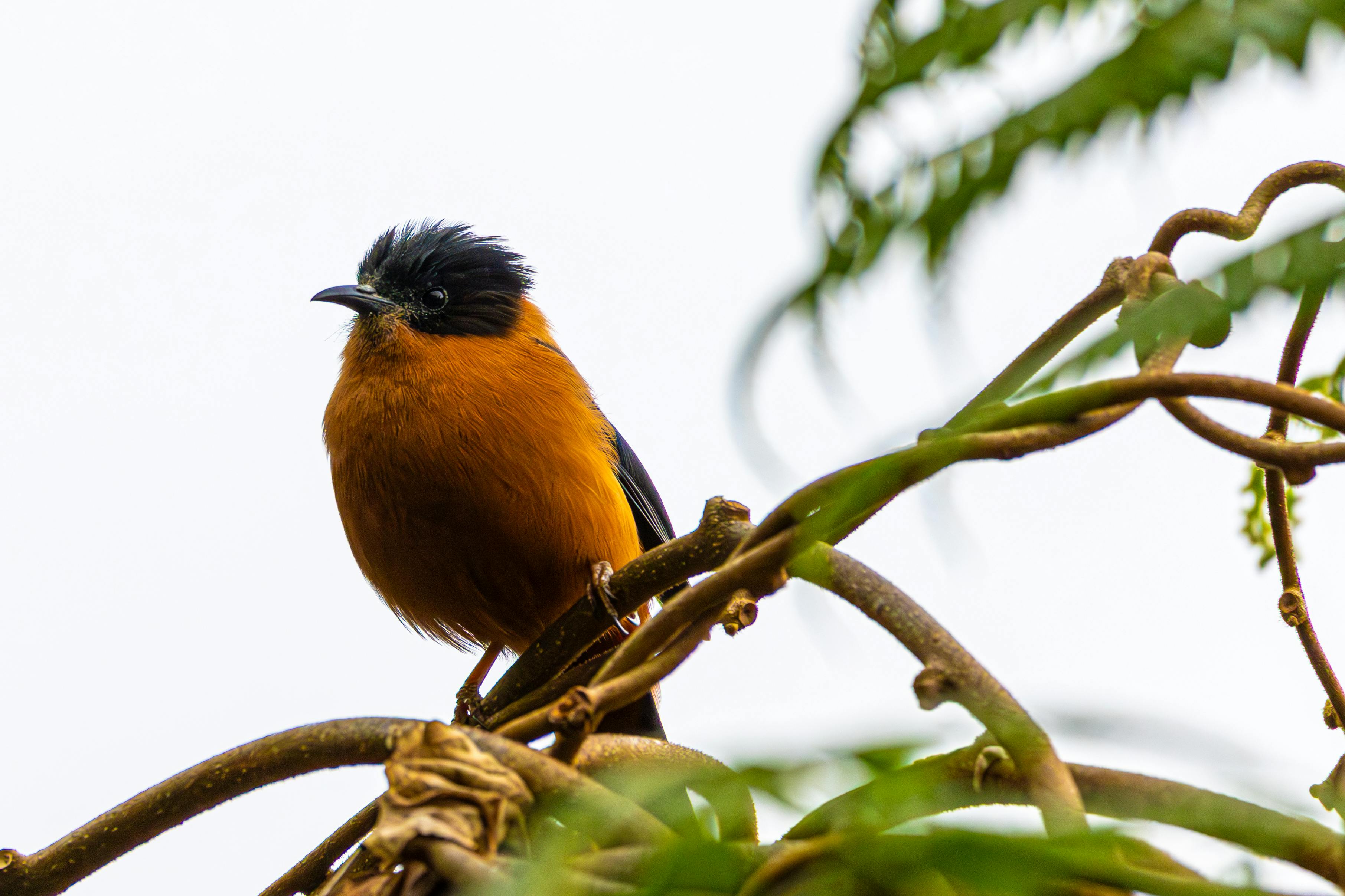 Brightly Plumed Bird Resting on Tree Branch · Free Stock Photo