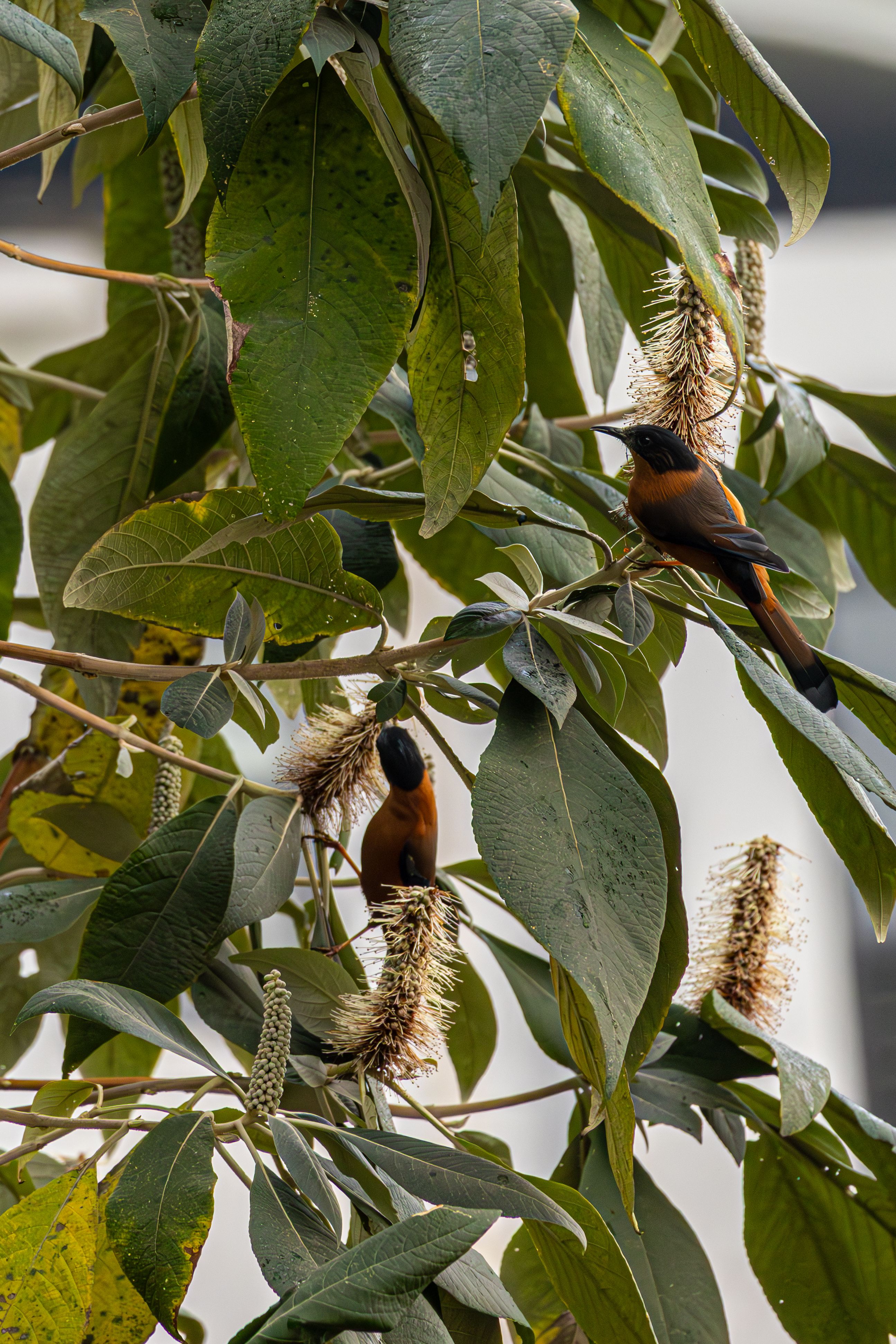Birds Twin Photos, Download The BEST Free Birds Twin Stock Photos & HD ...