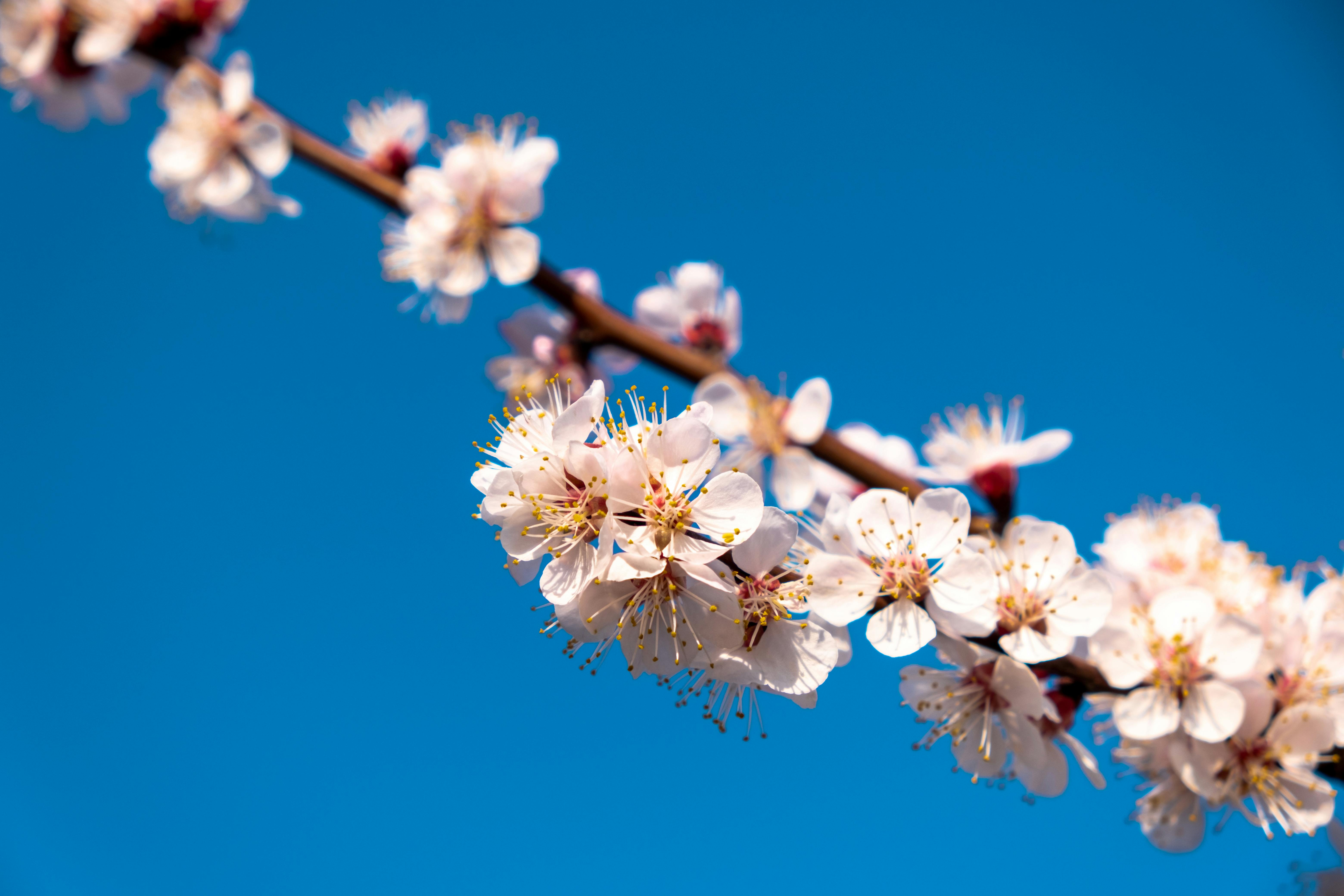Spring Blossom Branch Against Clear Blue Sky · Free Stock Photo
