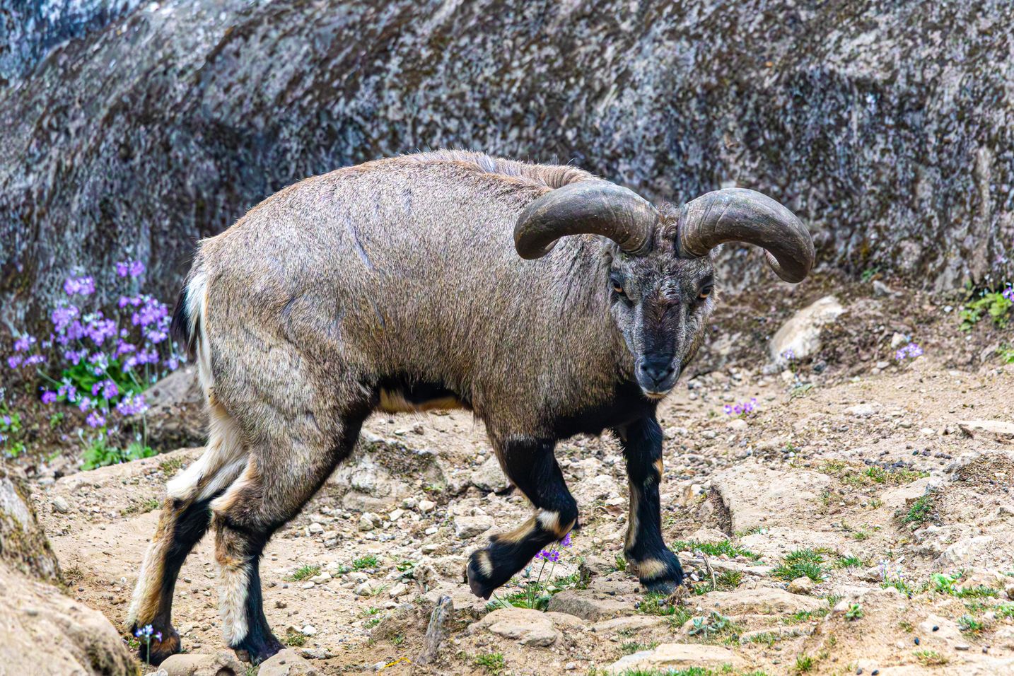 Himalayan Blue Sheep: Habitat, Behavior, Conservation Status