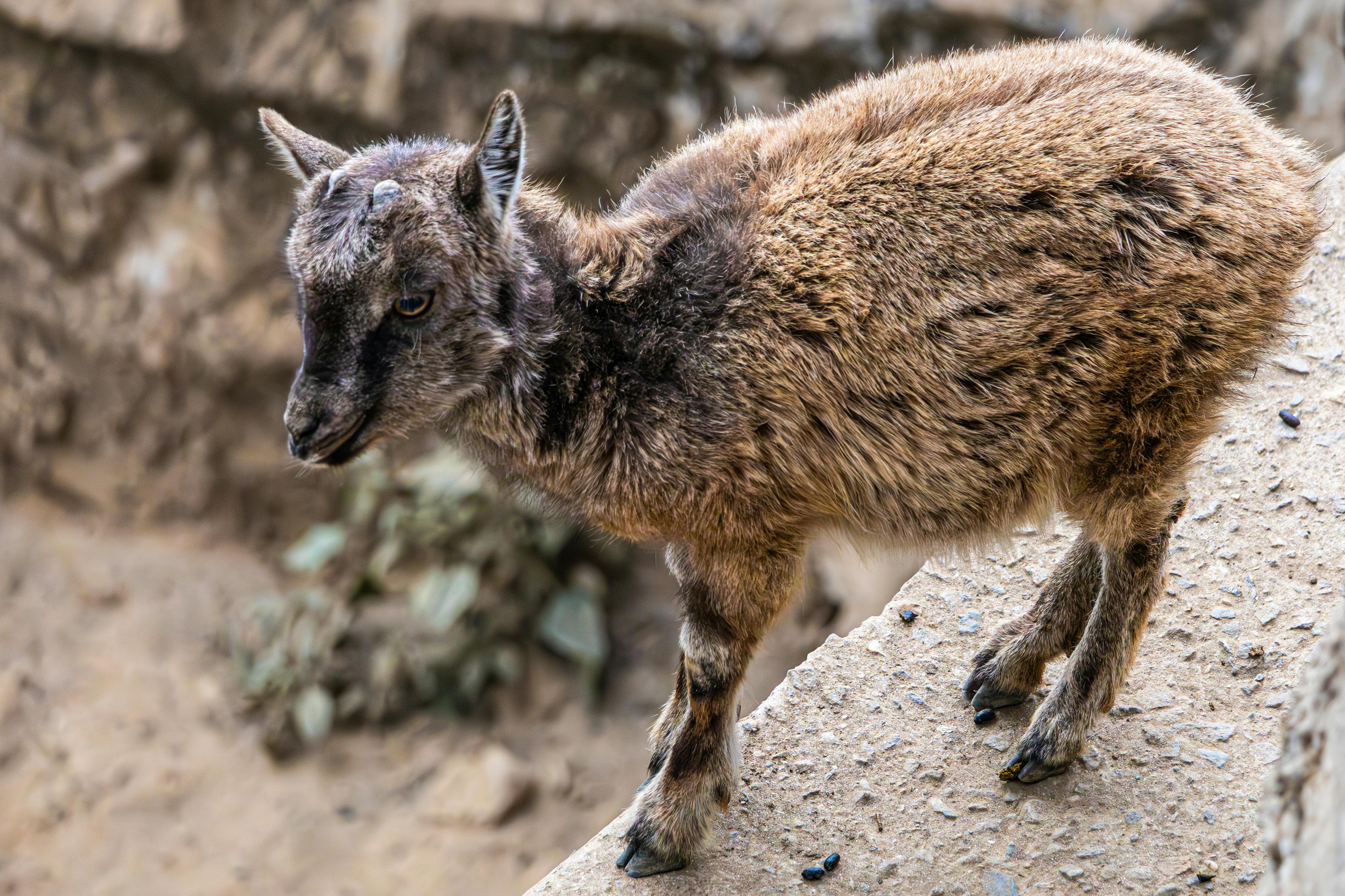 Young Mountain Goat on Rocky Terrain · Free Stock Photo