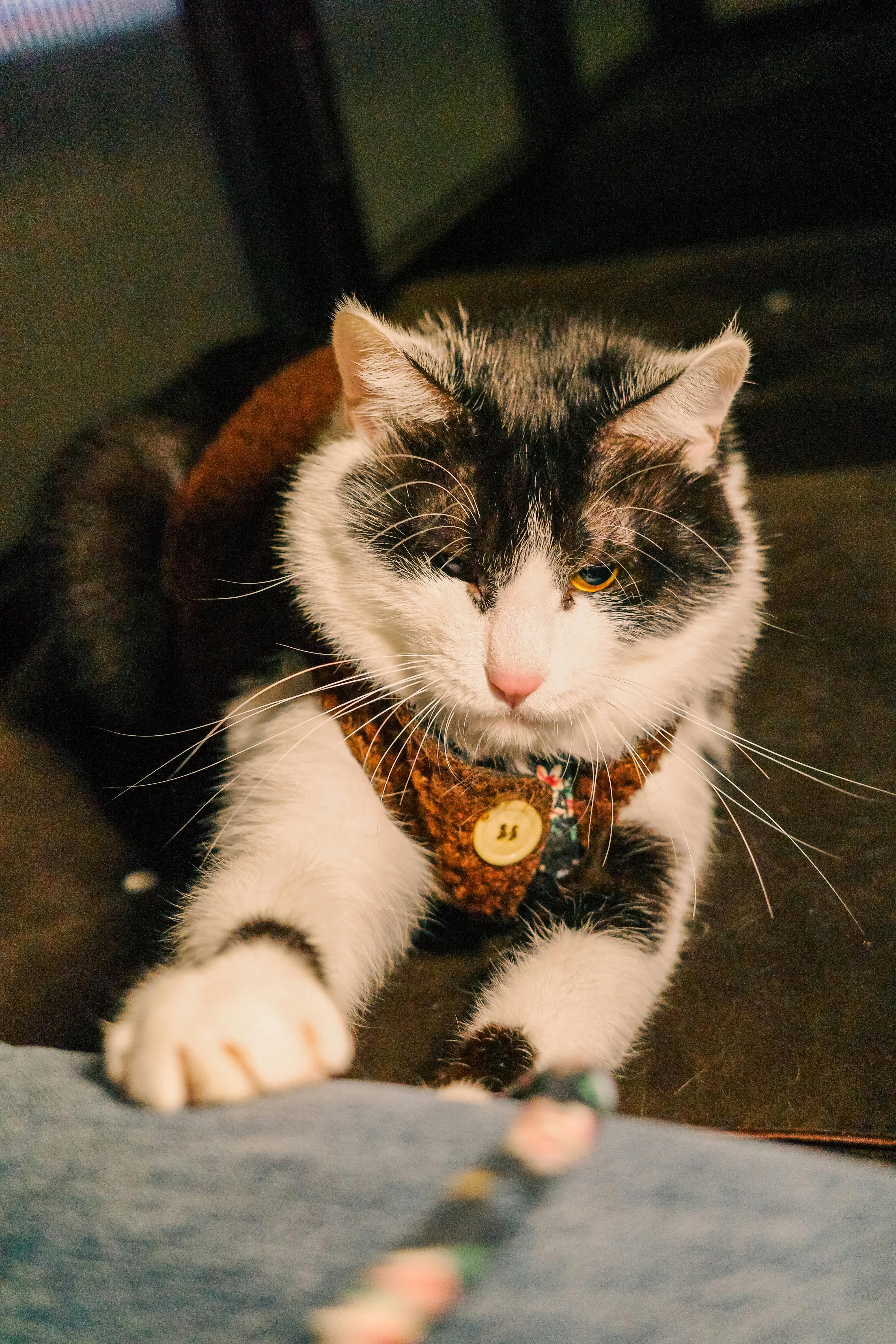 Cat Button Photos, Download The BEST Free Cat Button Stock Photos & HD ...