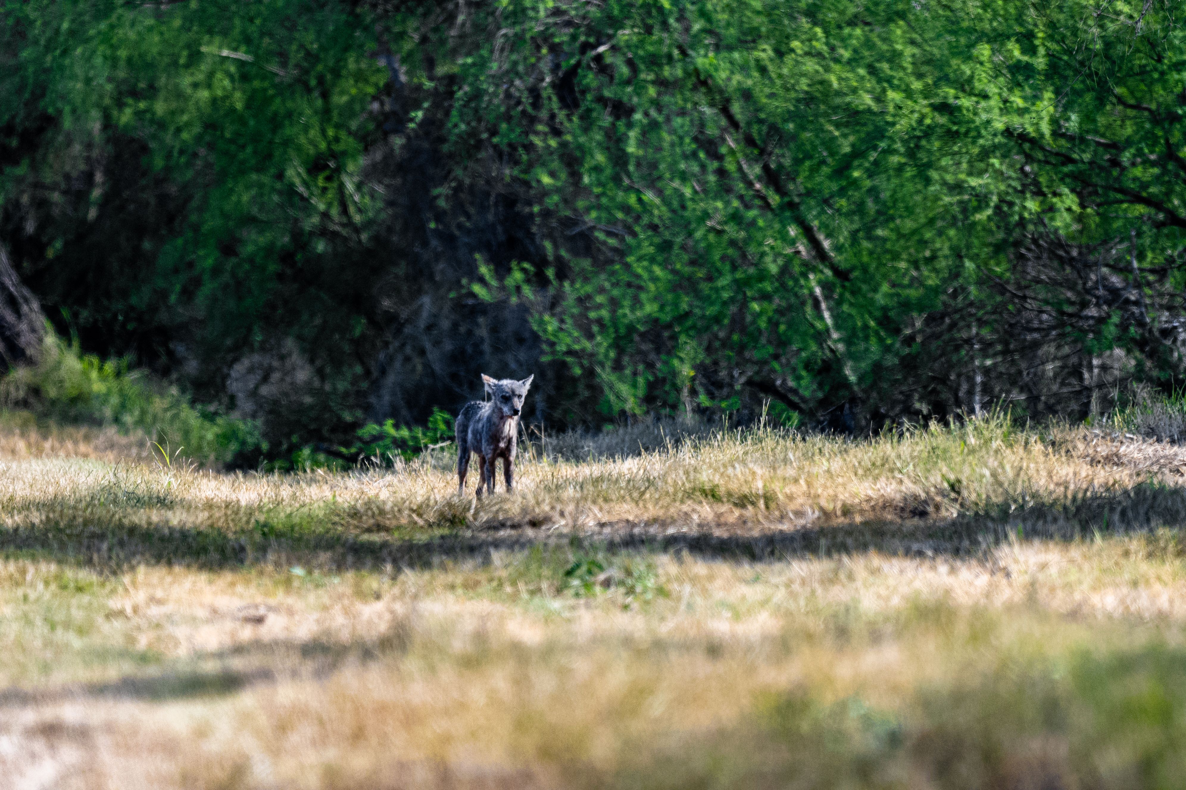 Coyote in Monte Bella Trails Park, Brownsville TX · Free Stock Photo