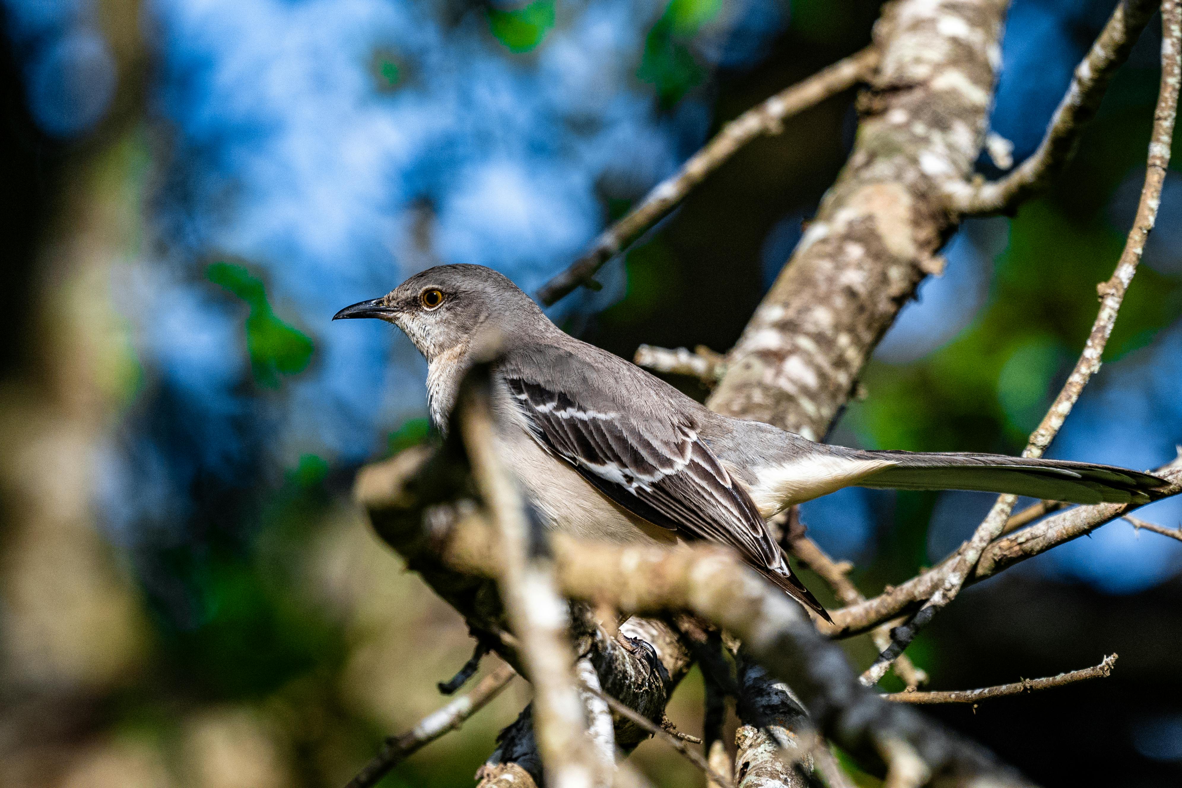Northern Mockingbird Perched on Branch in Brownsville · Free Stock Photo