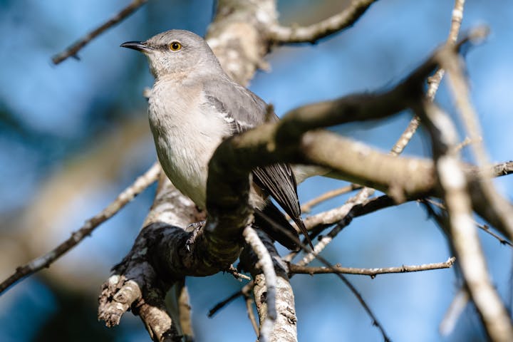 Texas Northern Mockingbird: Habitat, Diet, and Unique Traits