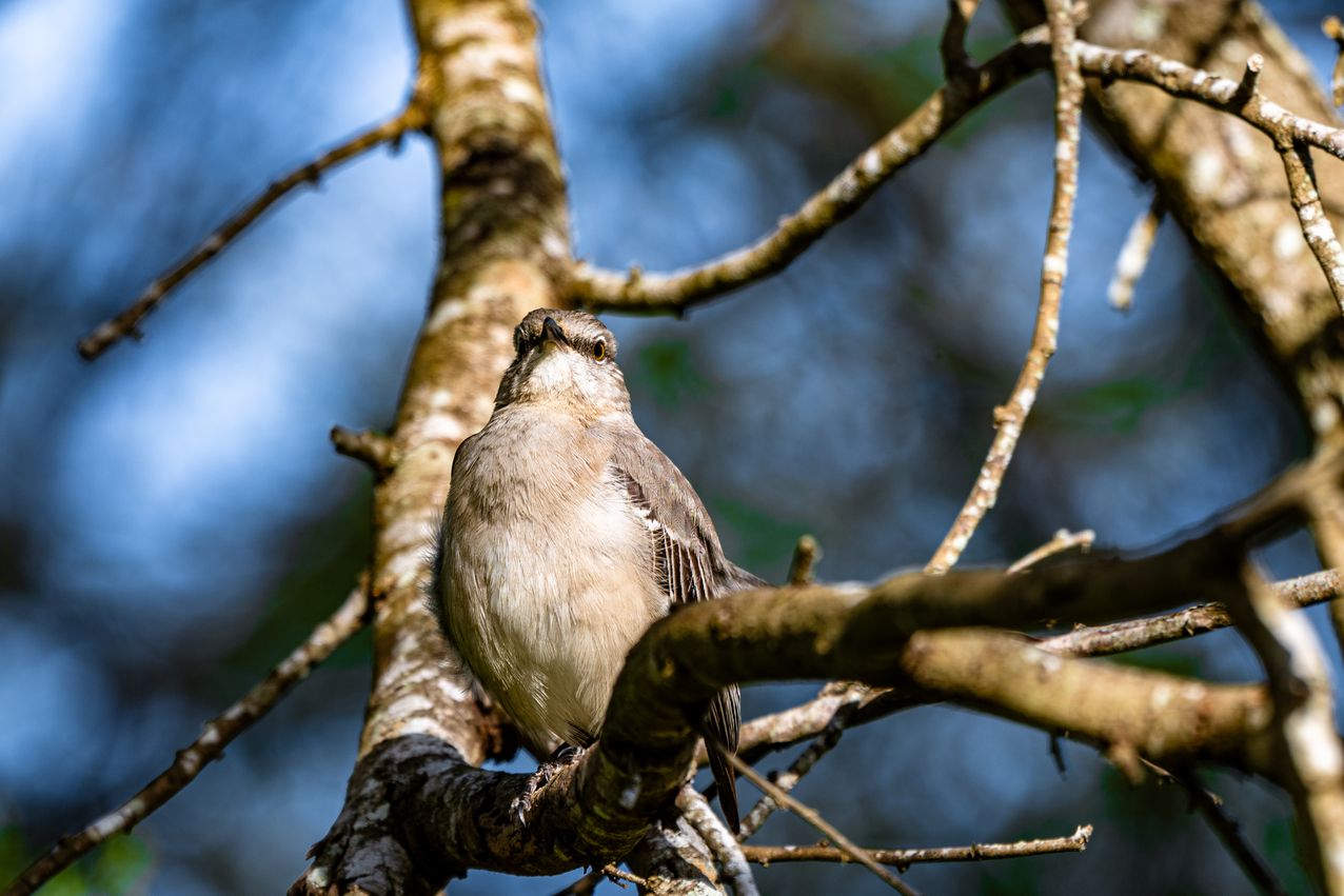 A Guide to Identifying and Habitat of Northern Mockingbirds