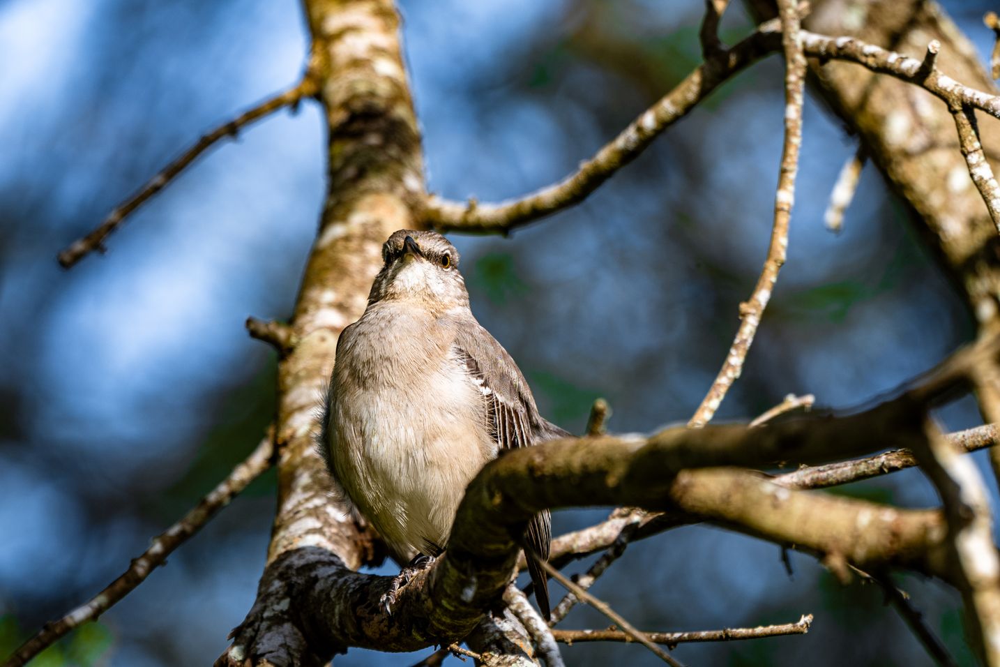 A Guide to Identifying and Habitat of Northern Mockingbirds
