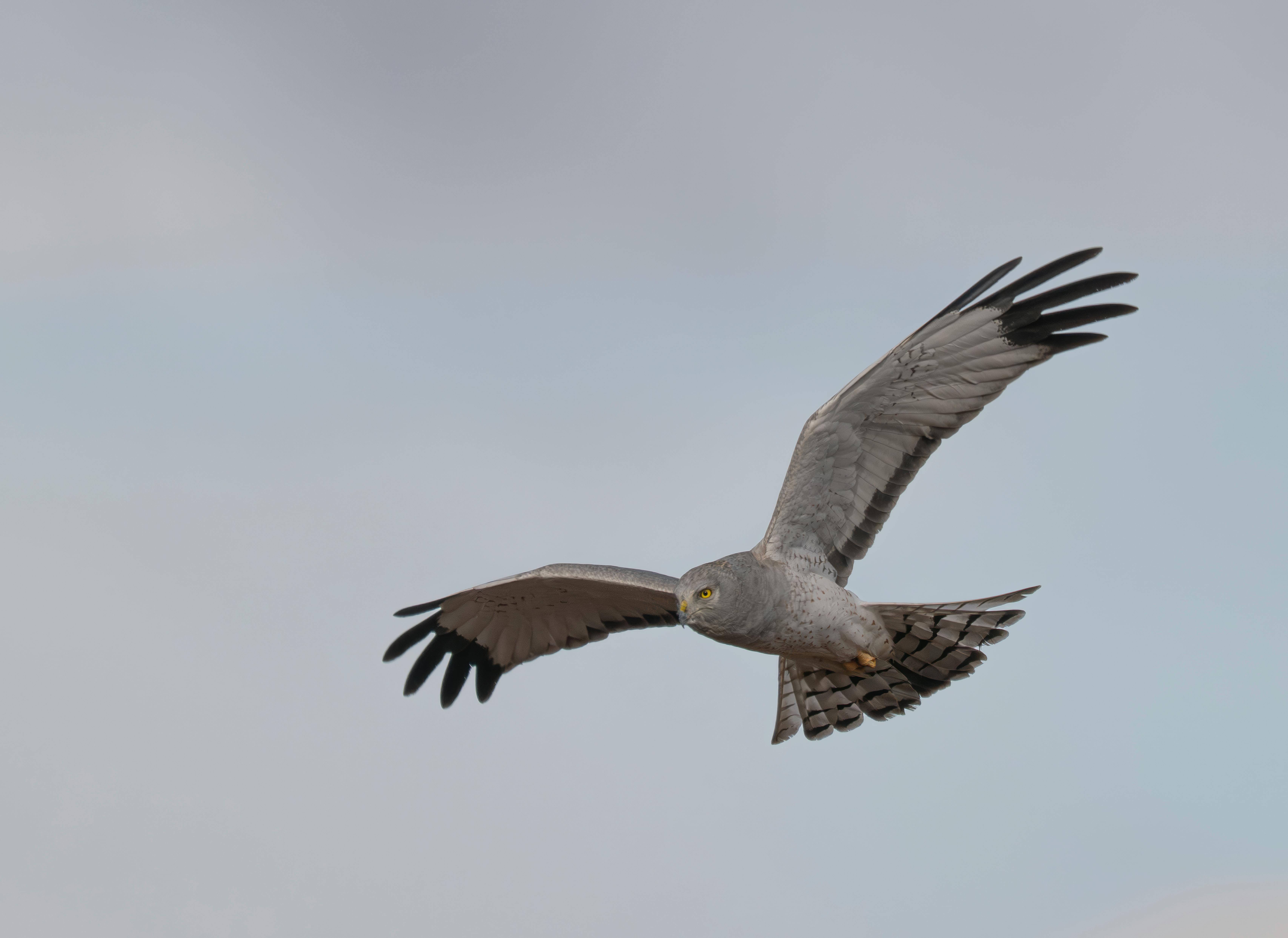 Raptor Talons Photos, Download The BEST Free Raptor Talons Stock Photos ...