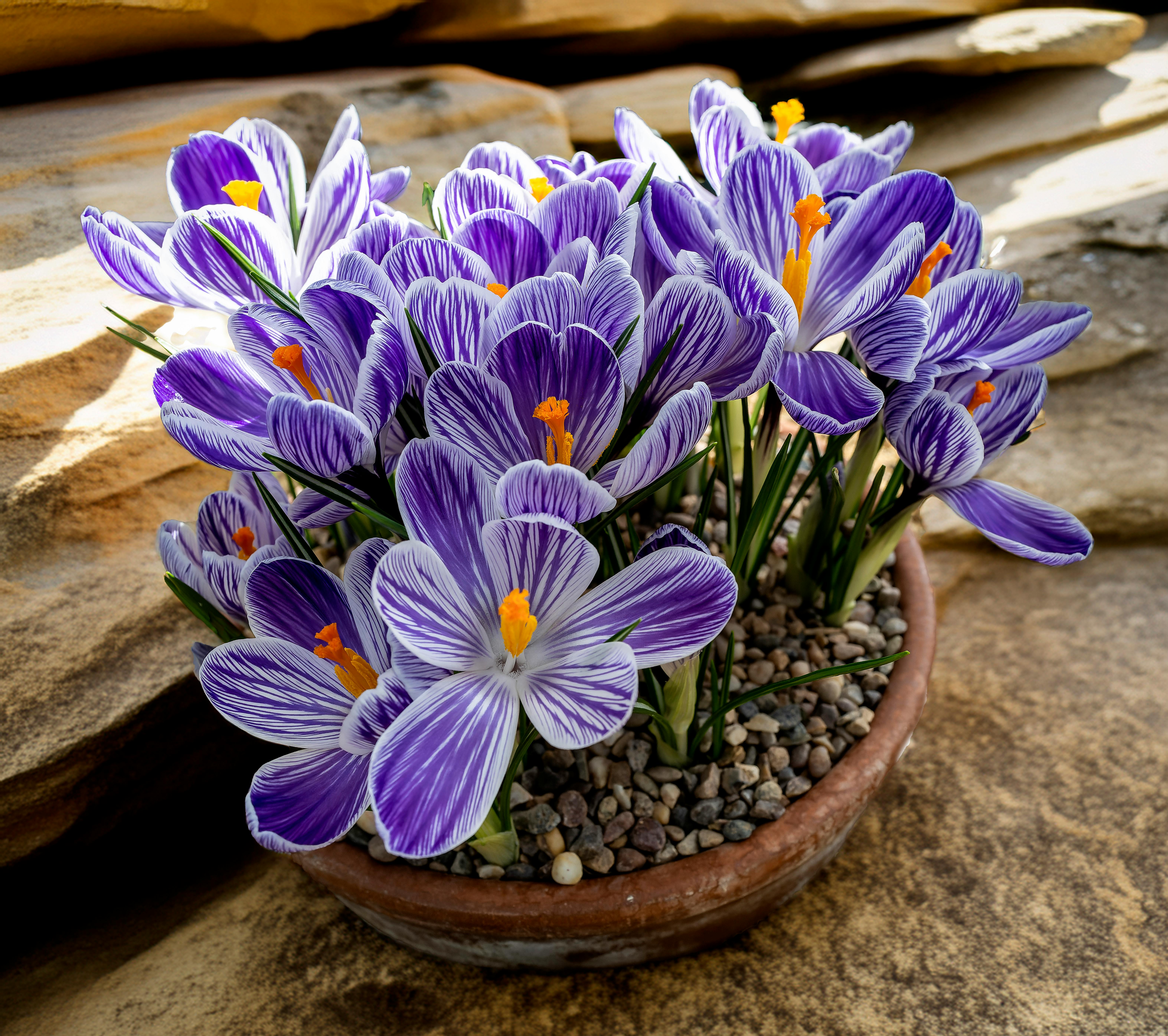 Vibrant Purple Crocus Flowers in Terracotta Pot · Free Stock Photo