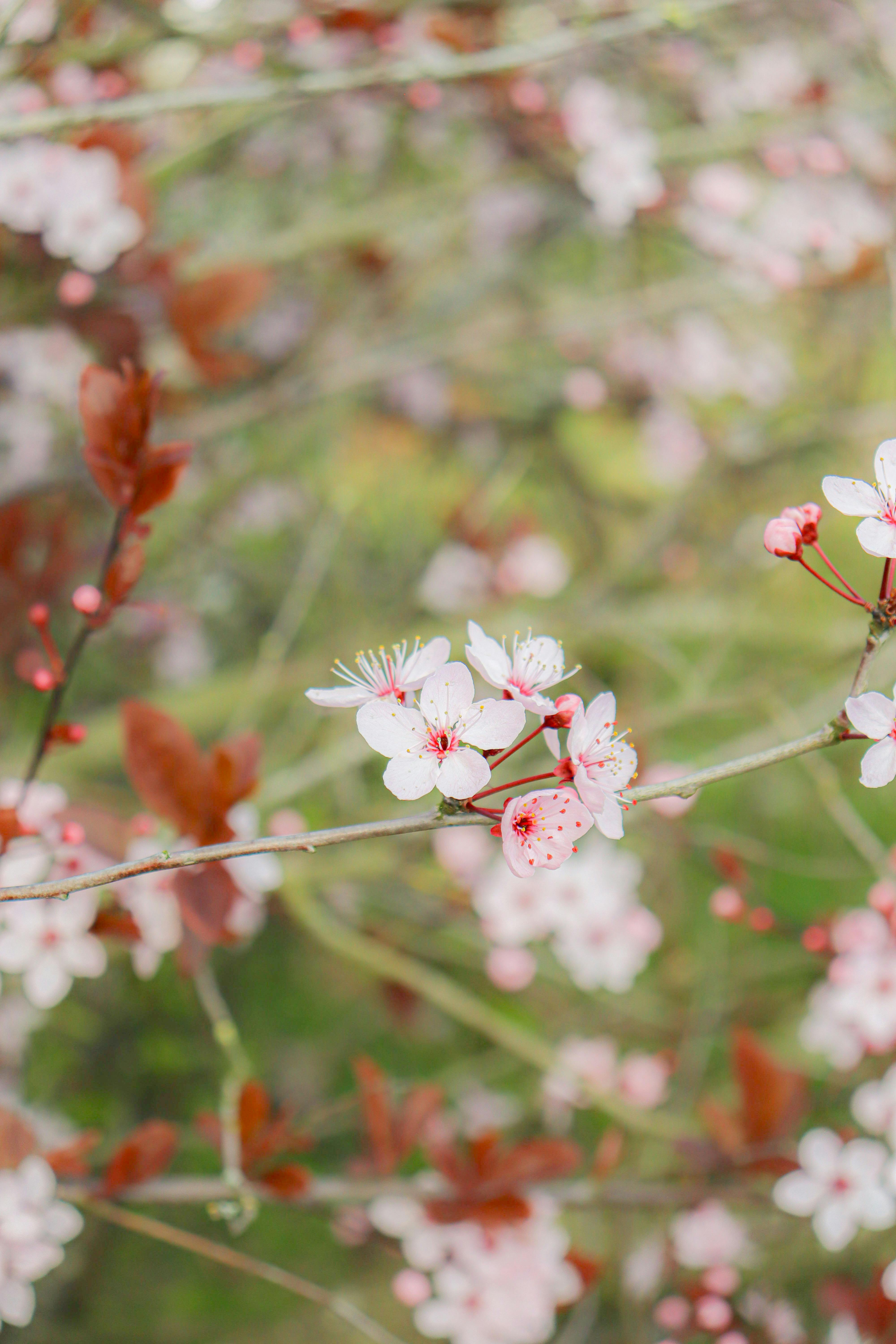 Serene Spring Blossom Branch in Soft Focus · Free Stock Photo