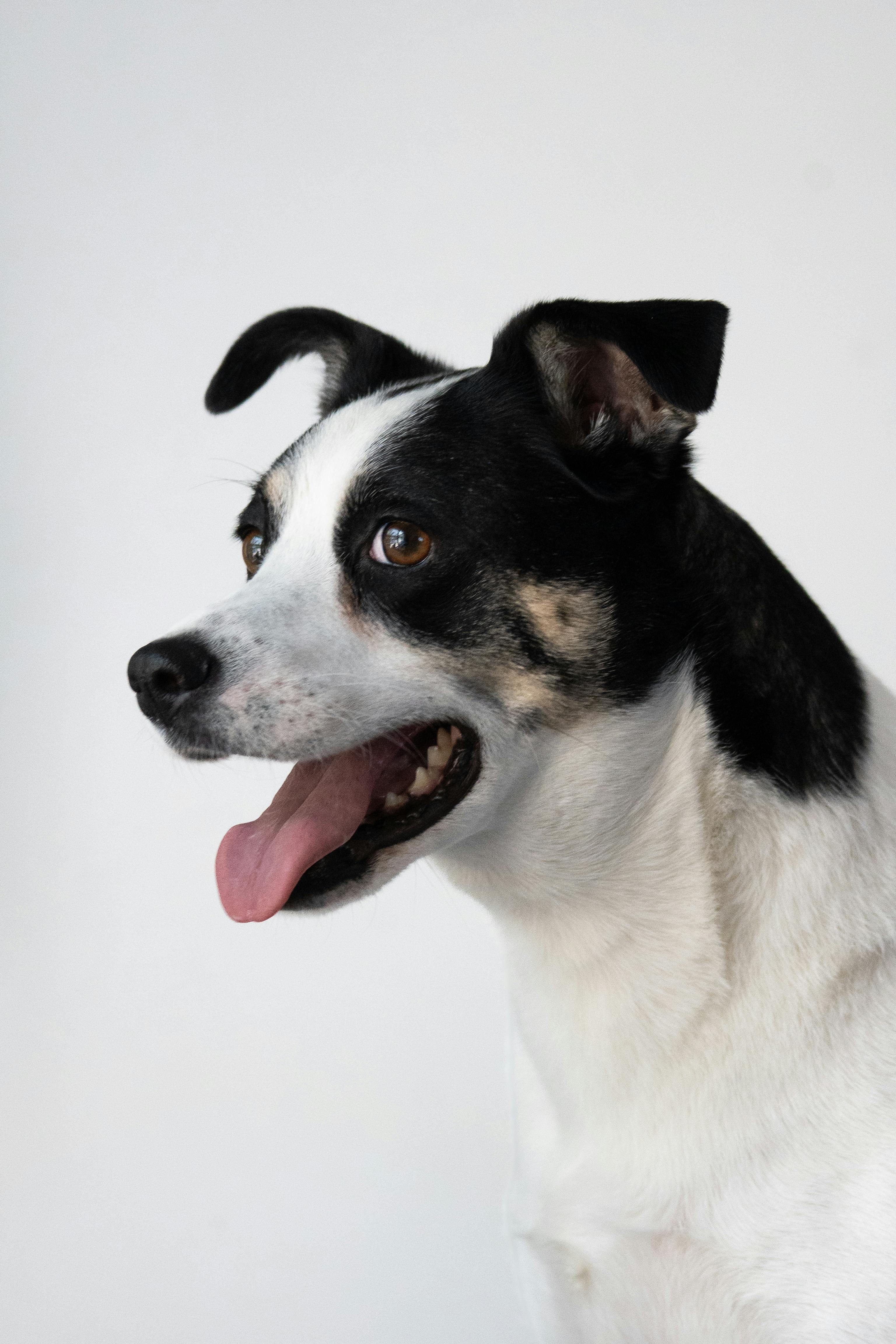 Companions Photos, Download The BEST Free Companions Stock Photos & HD ...