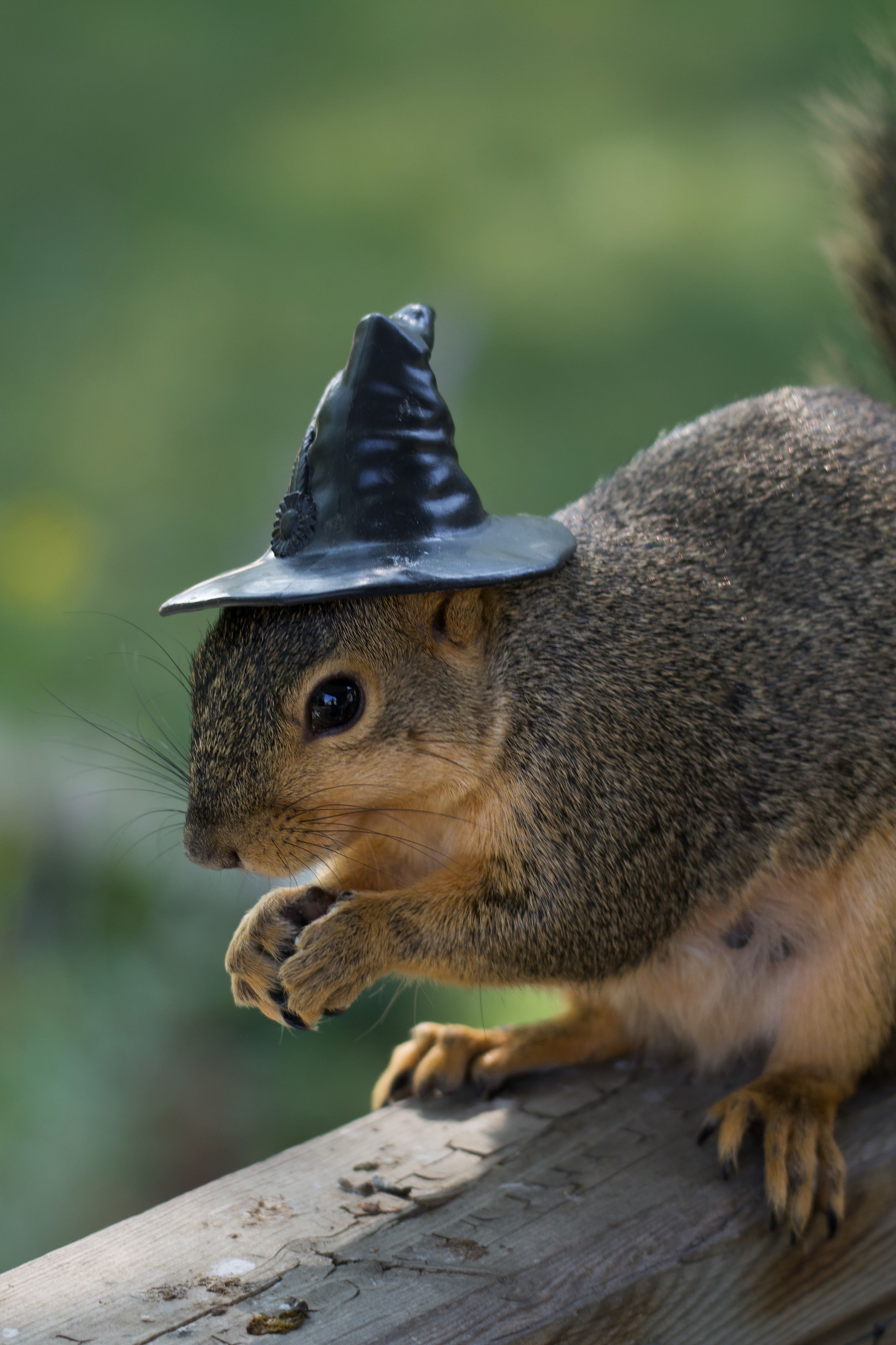 Squirrel Wearing a Witch Hat Perched on Wood · Free Stock Photo