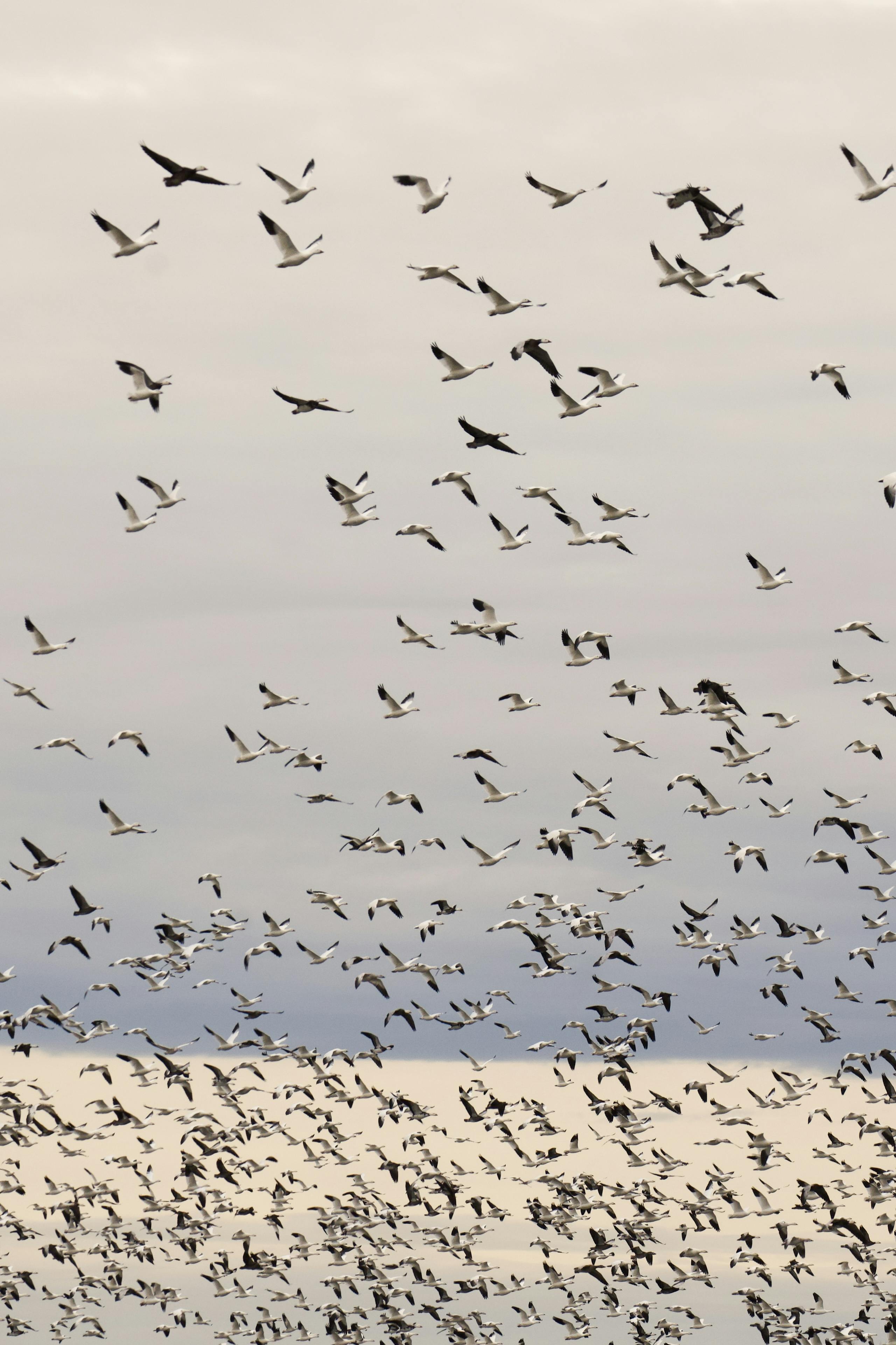 Massive Flock of Birds Migrating Across Cloudy Sky · Free Stock Photo