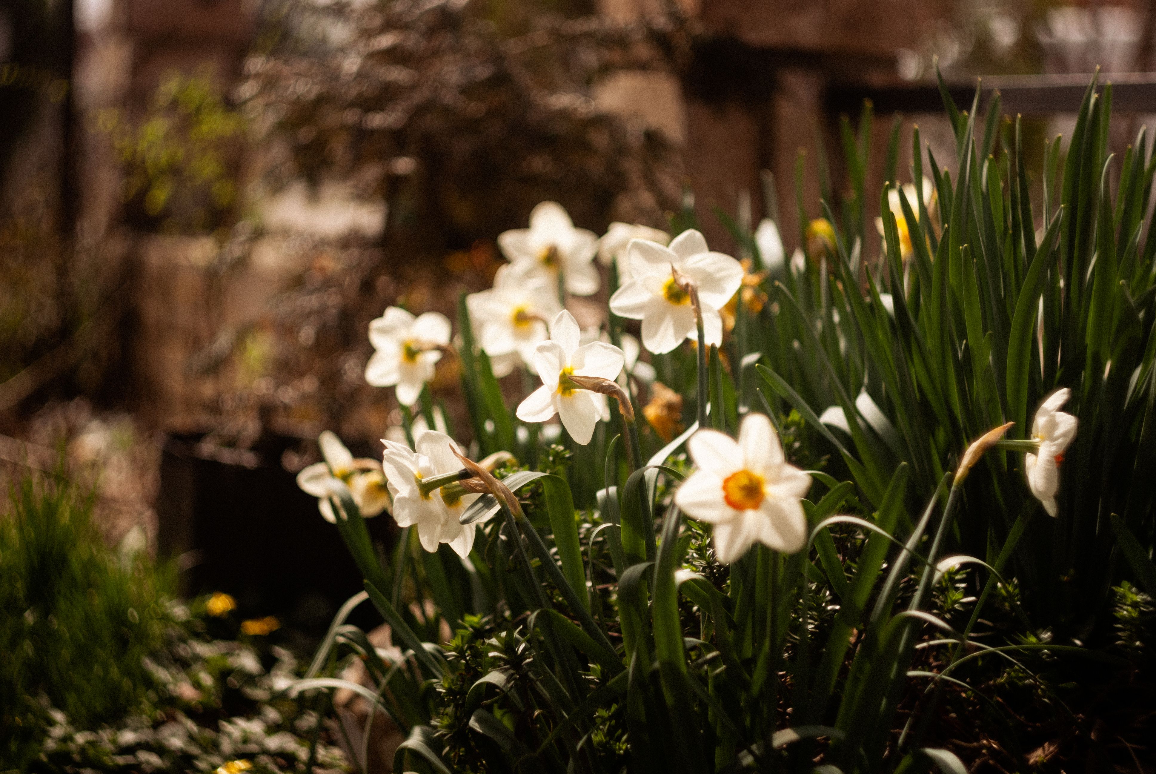 Vintage Daffodils in Bloom at Ohrid Garden · Free Stock Photo