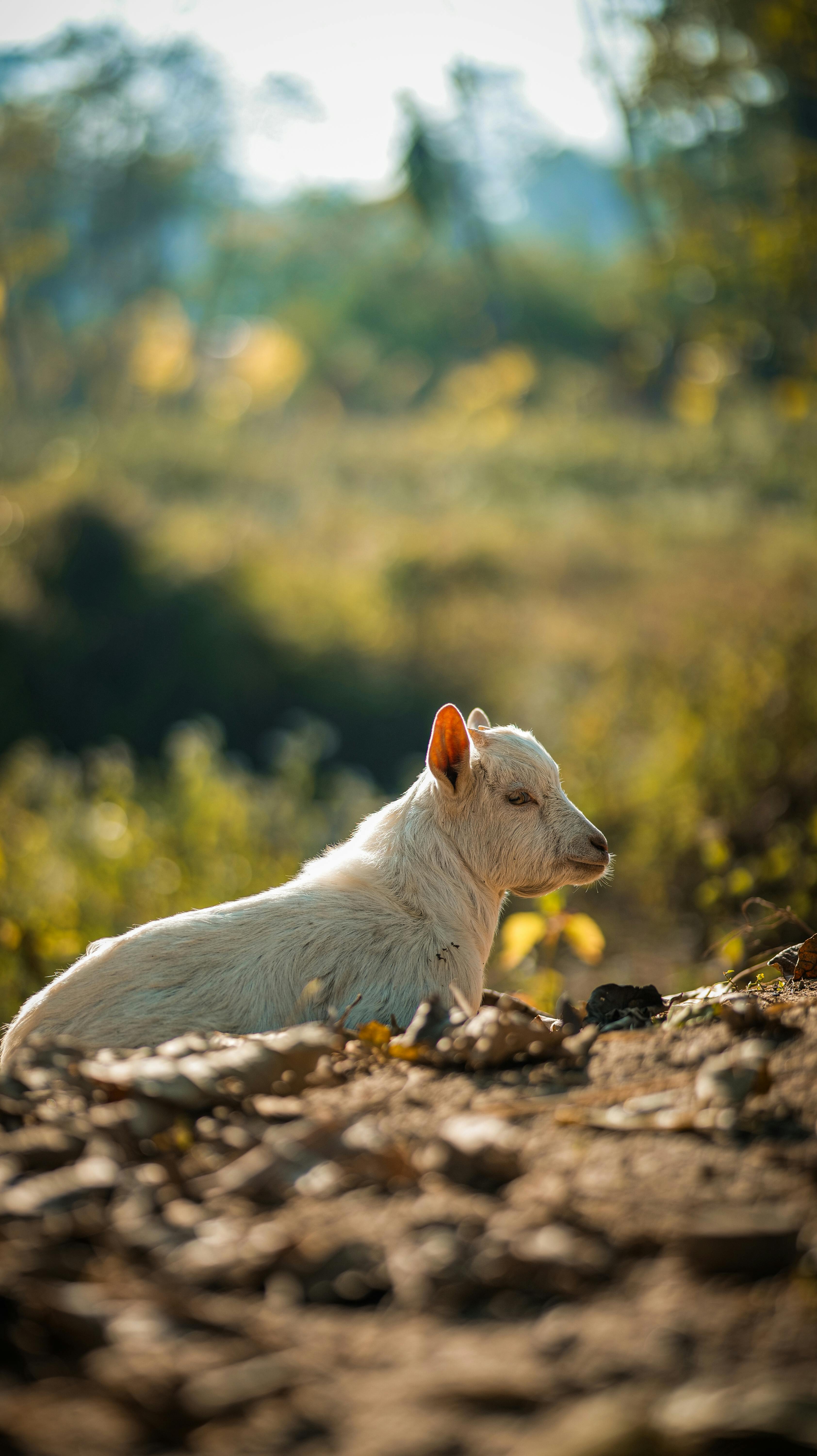 Goat Gut Photos, Download The BEST Free Goat Gut Stock Photos & HD Images