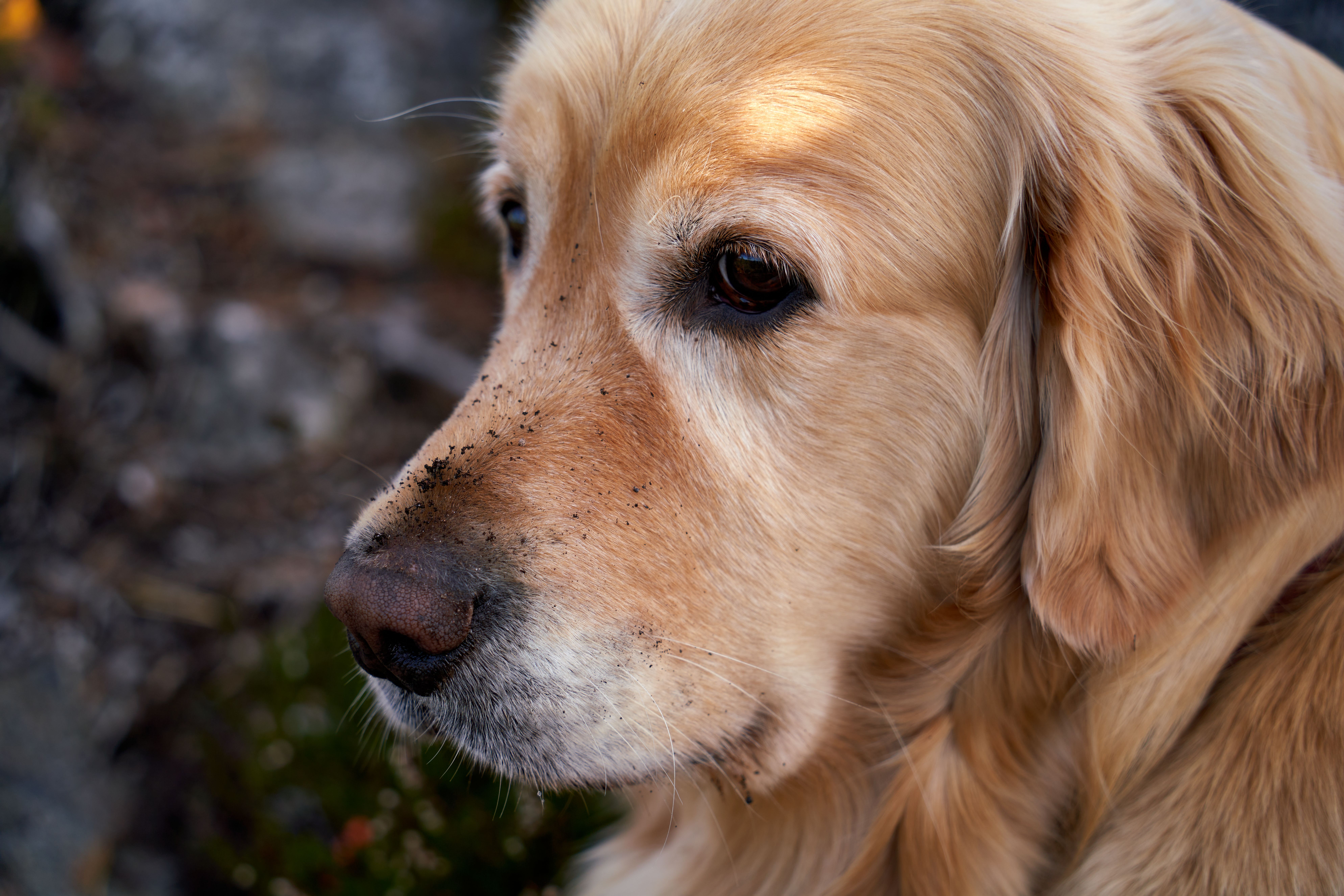 Golden Retriever Close-Up in Natural Setting · Free Stock Photo