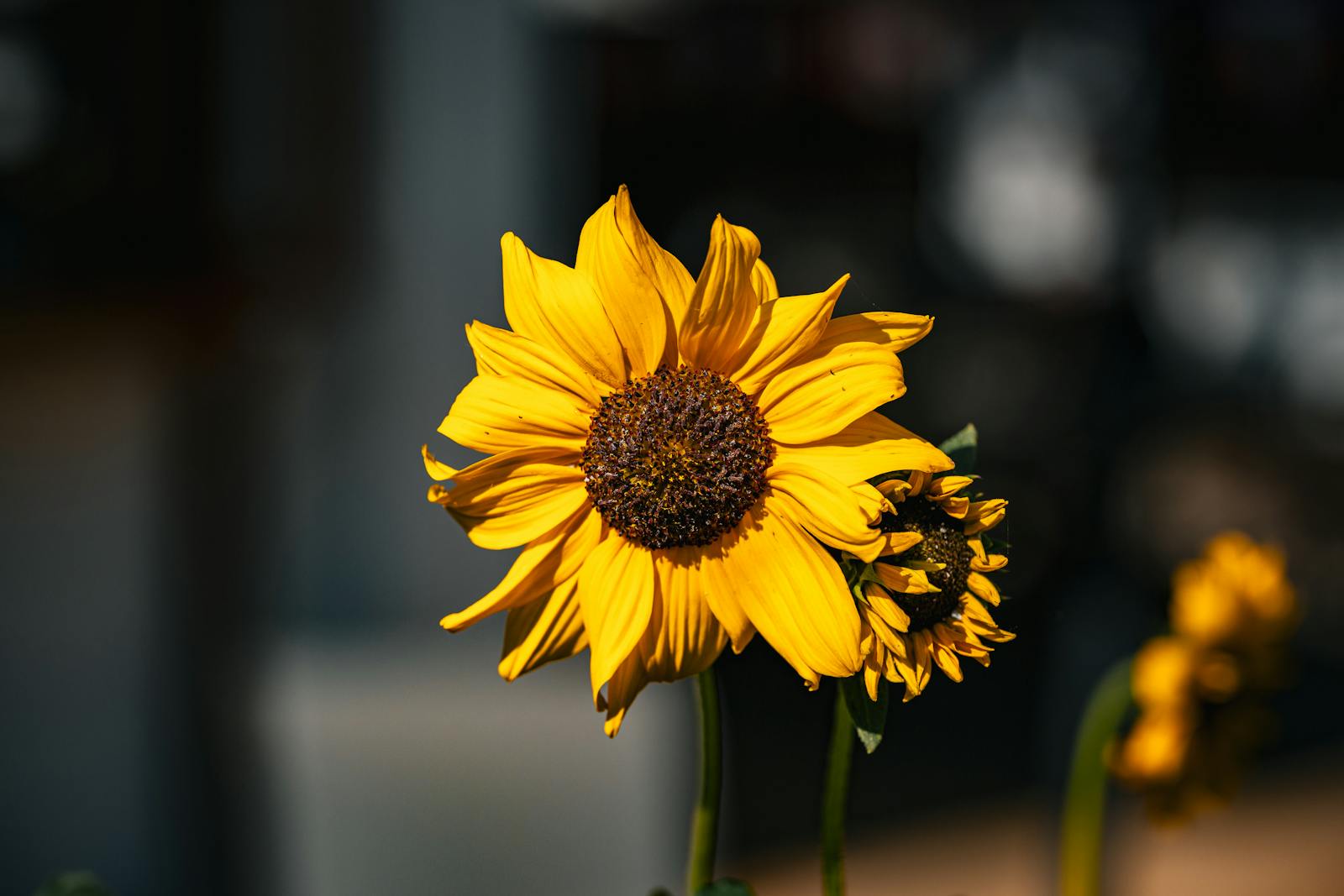 Free Pictures Of Dogs Photos, Download The BEST Free Free Pictures Of ...