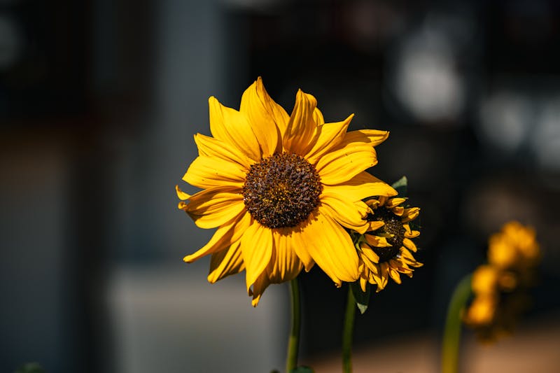 Billing Backgrounds Photos, Download The BEST Free Billing Backgrounds ...