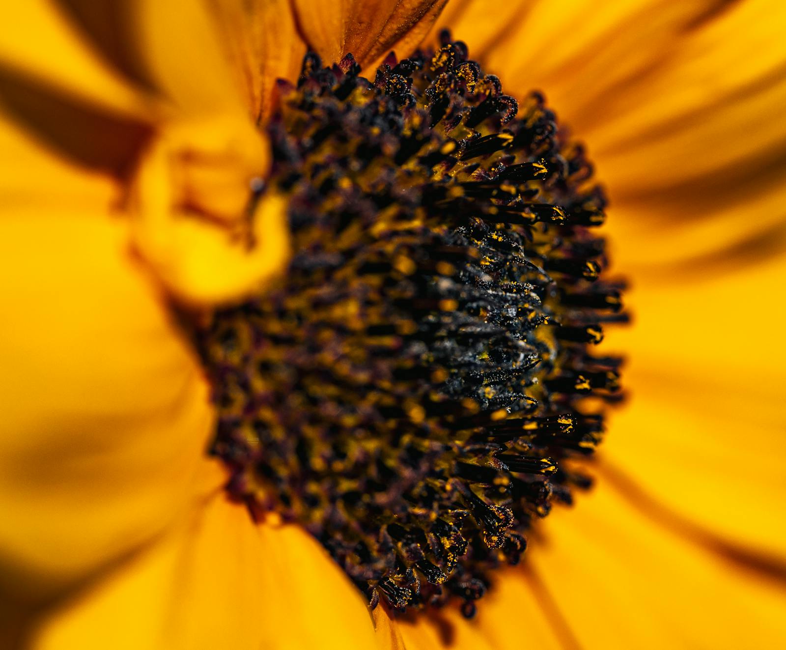 Free Pix Photos, Download The BEST Free Free Pix Stock Photos & HD Images