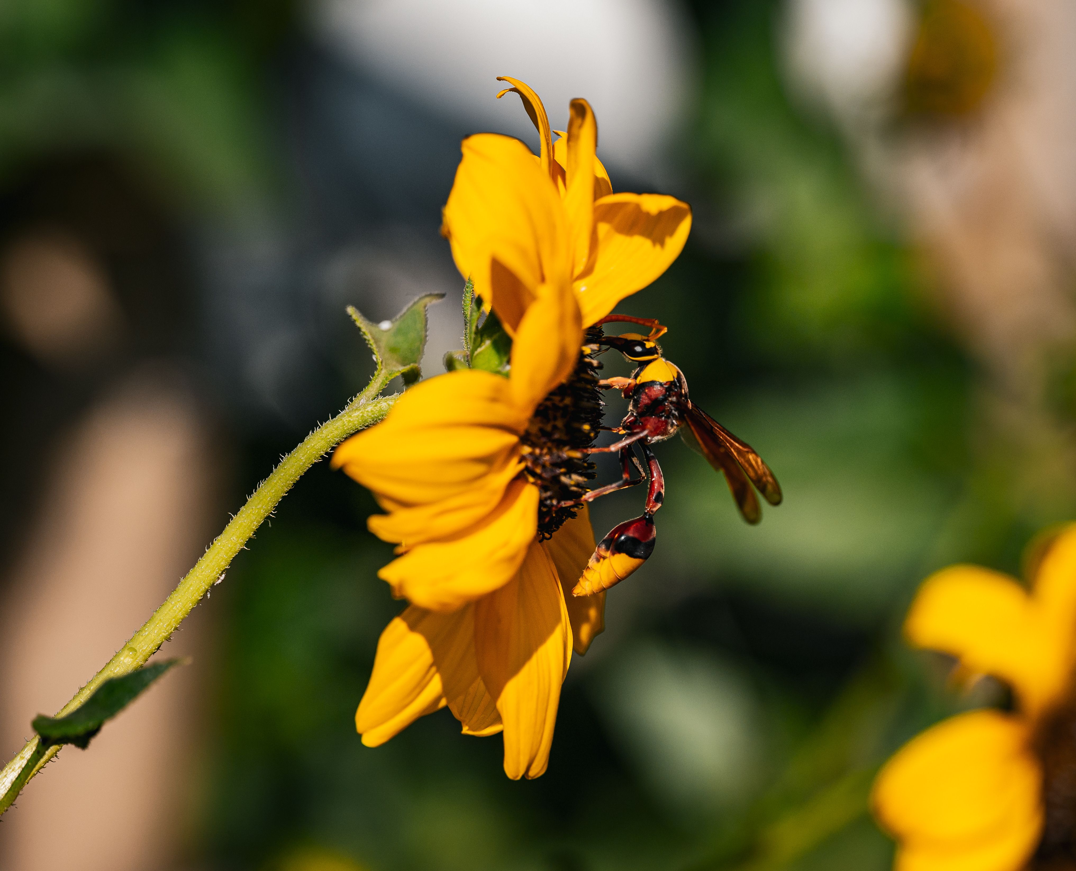 Summer Season Images Photos, Download The BEST Free Summer Season ...
