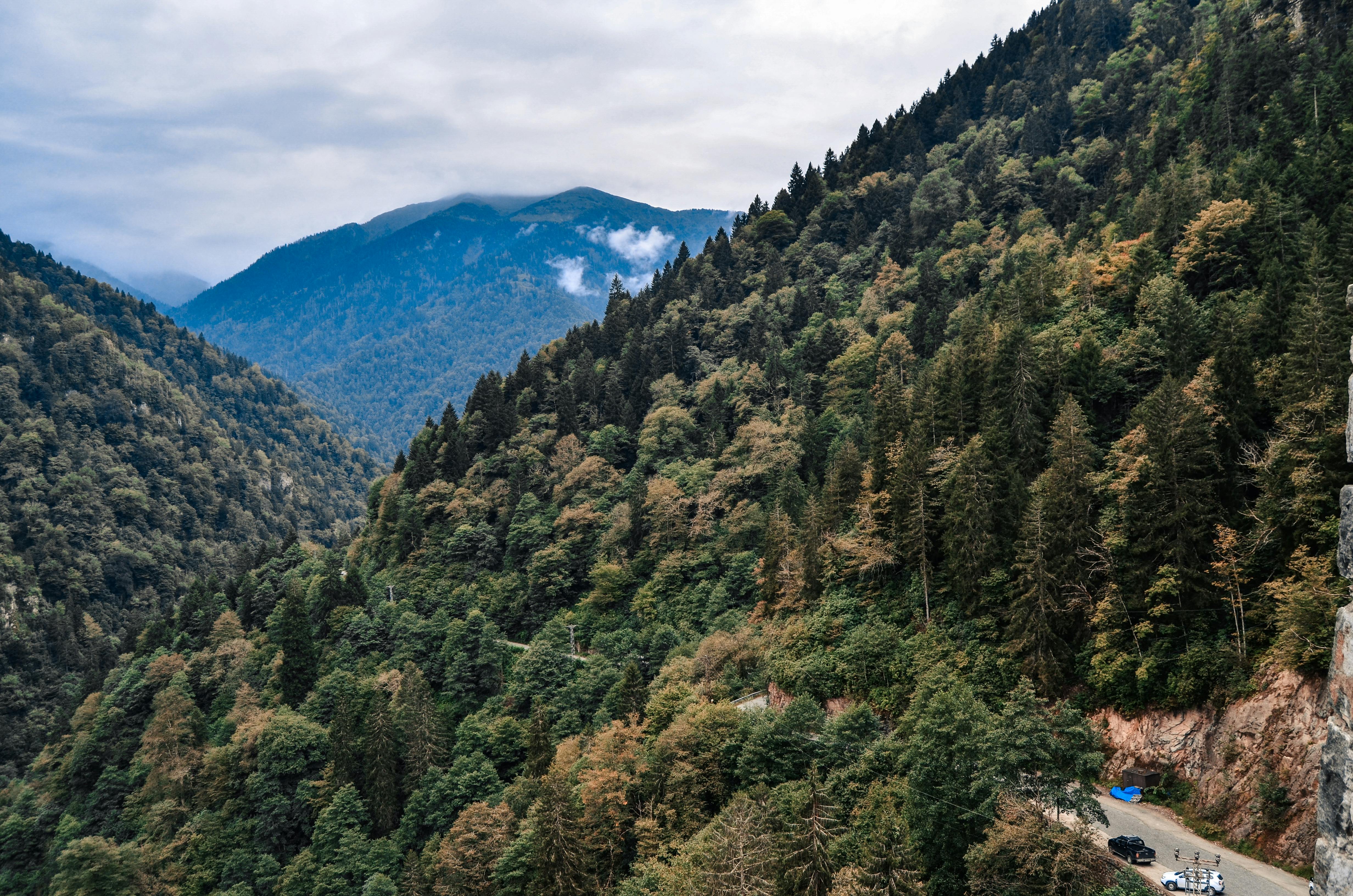Hutan Pegunungan Yang Rimbun Dengan Pemandangan Yang Indah · Foto Stok ...