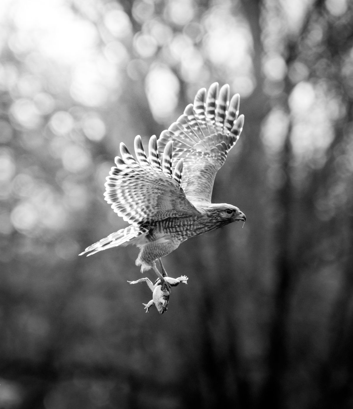 Hawk White Photos, Download The BEST Free Hawk White Stock Photos & HD ...