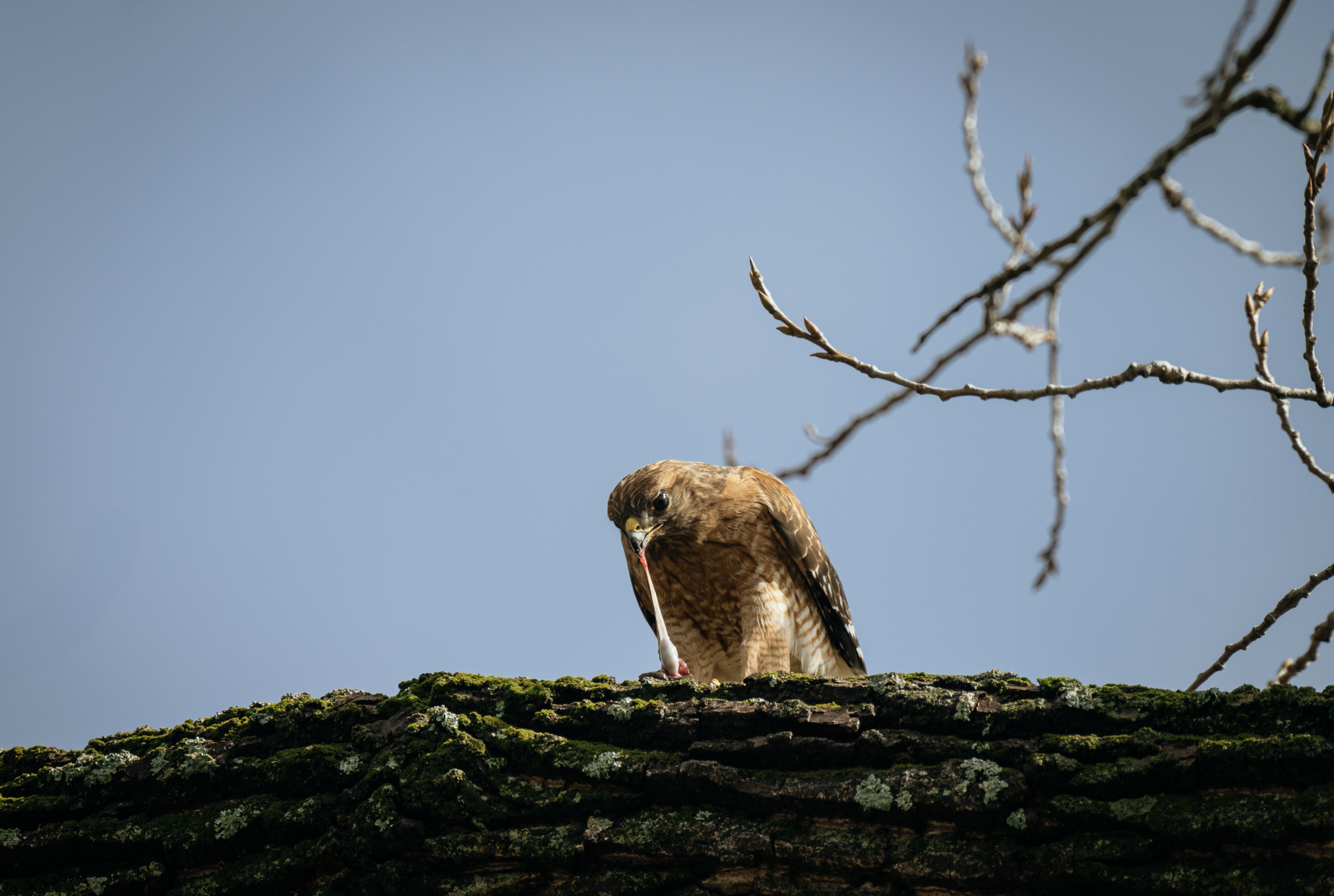 Hawk Perched on Branch with Prey in Beak · Free Stock Photo