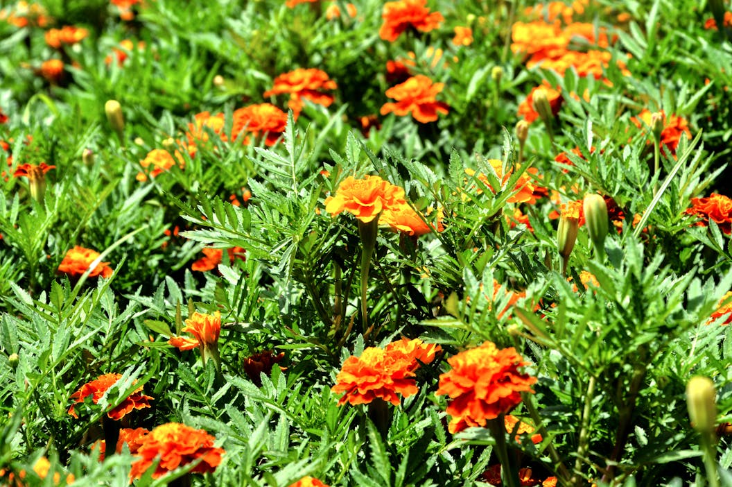 Grow and Care for African Marigold Flower Easily