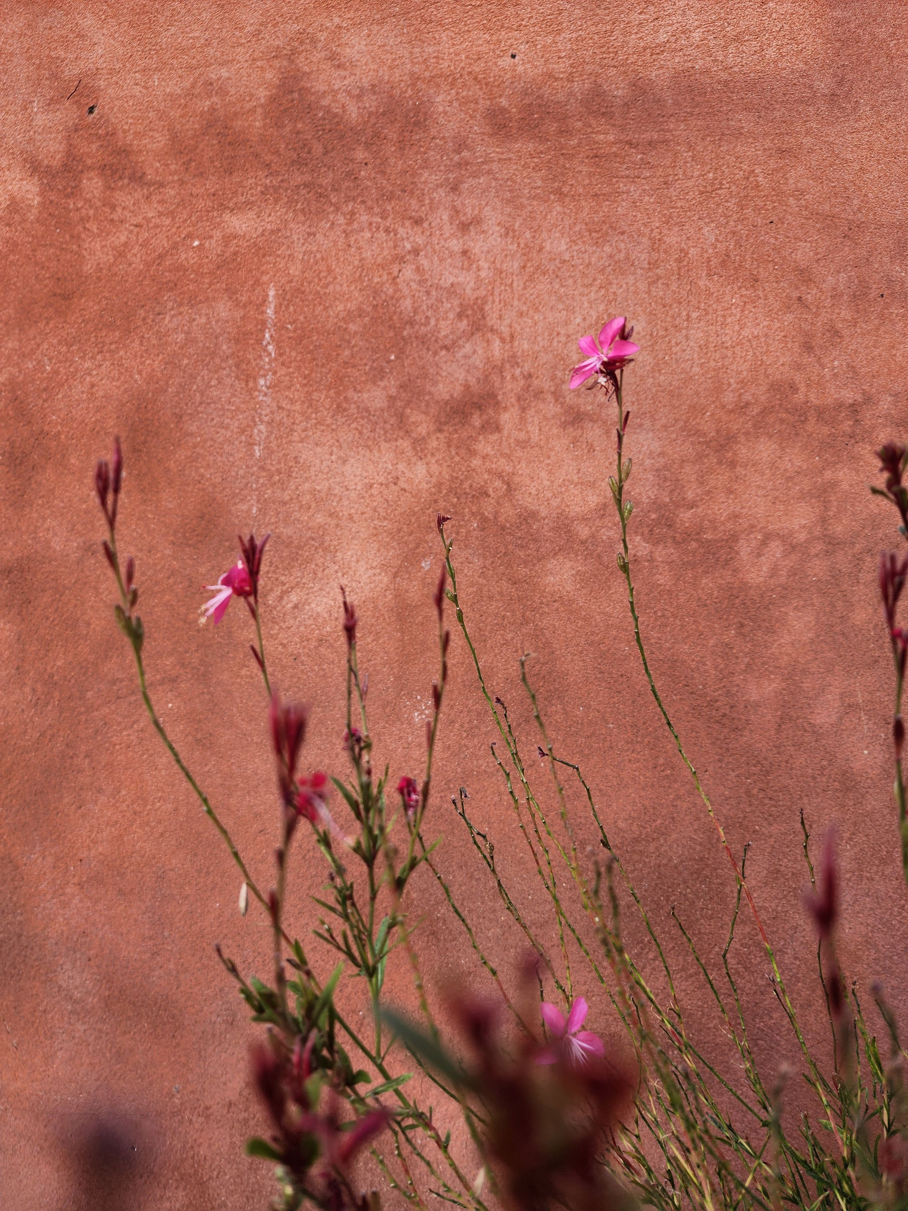 Pink Wildflowers Against Rustic Wall · Free Stock Photo