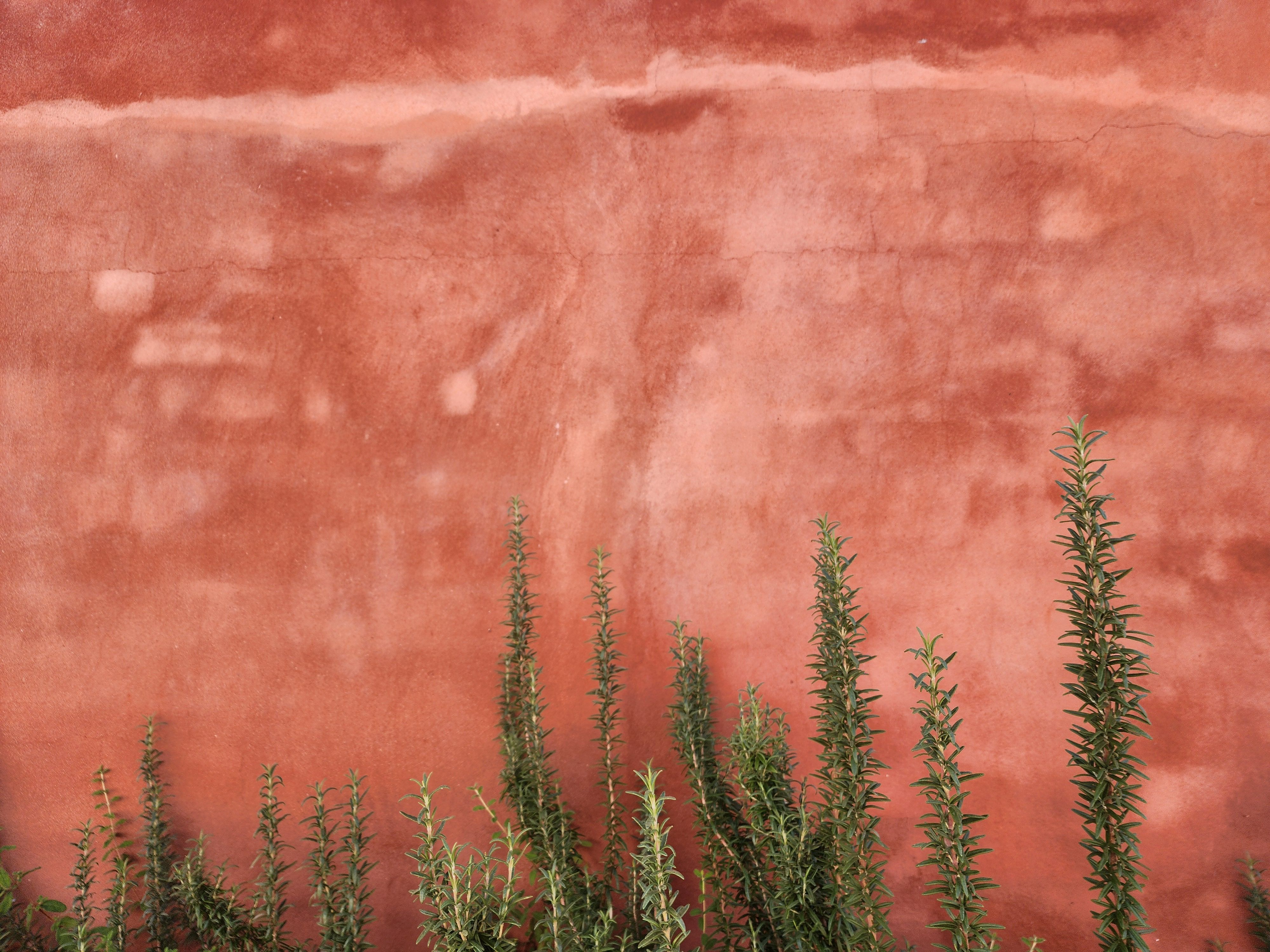 Pared Rústica De Terracota Con Vegetación · Foto de stock gratuita