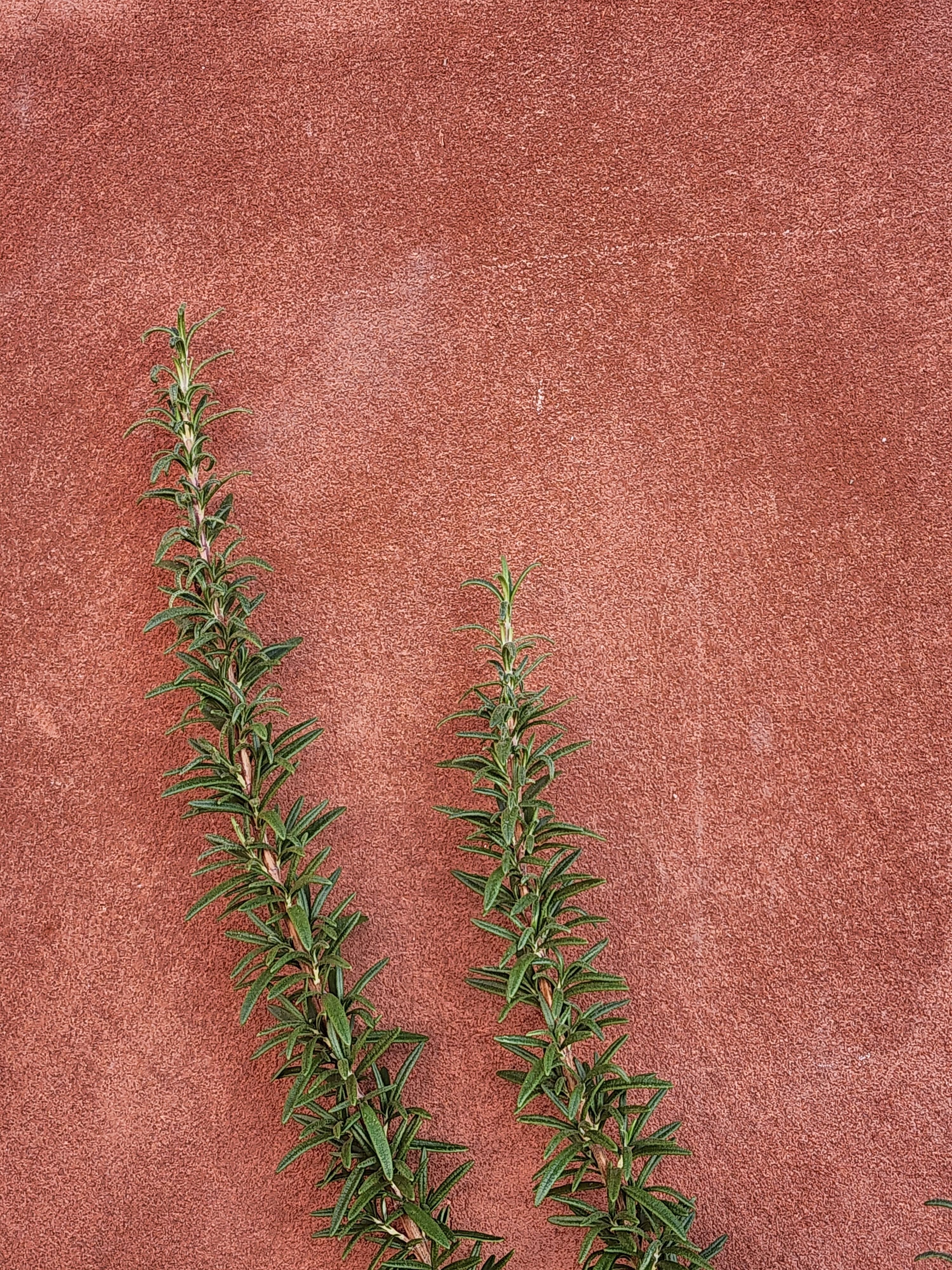 Minimalist Rosemary Sprigs on Red Surface · Free Stock Photo