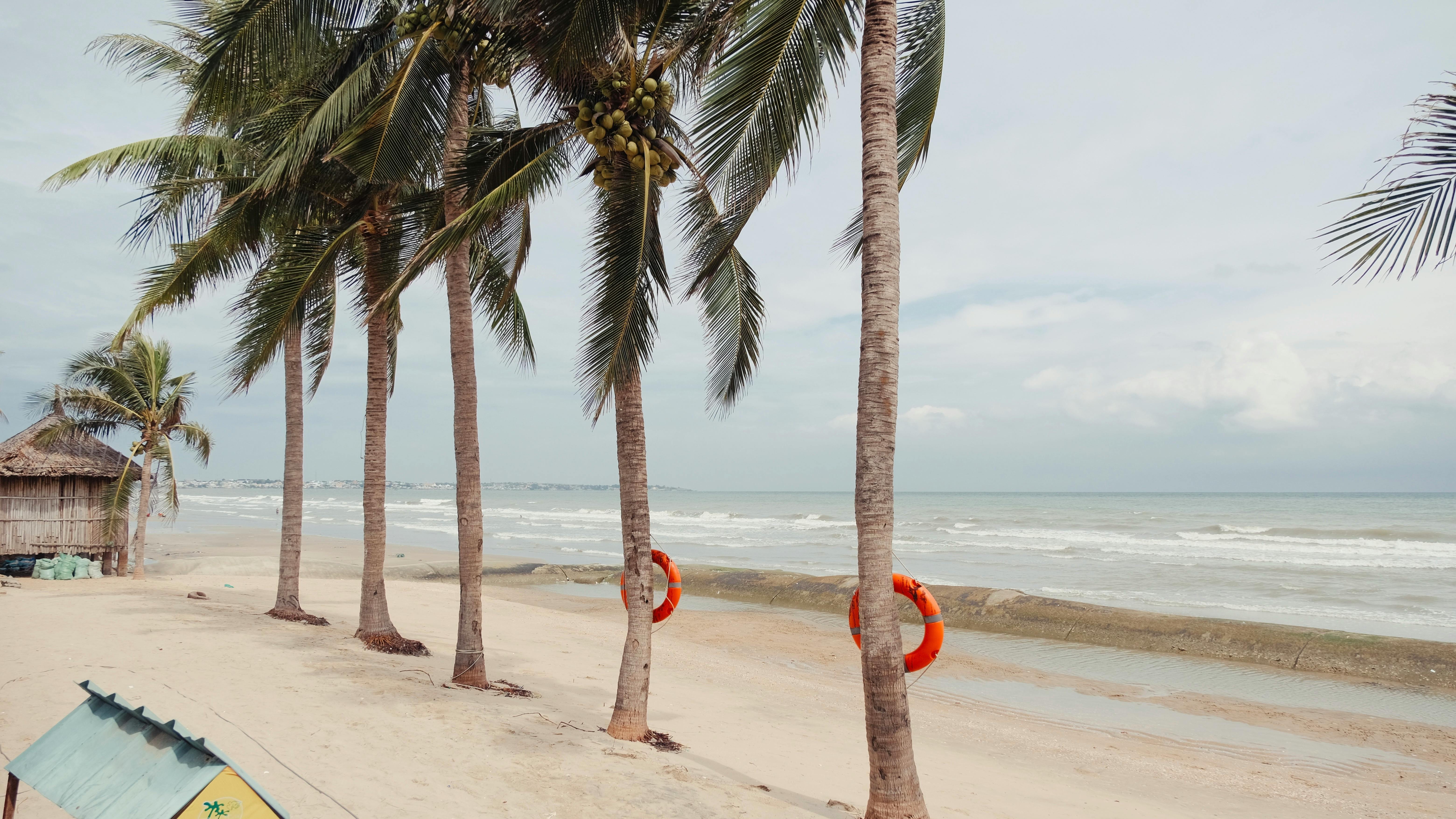 Coconut Tree And Coconut Images Photos, Download The BEST Free Coconut ...