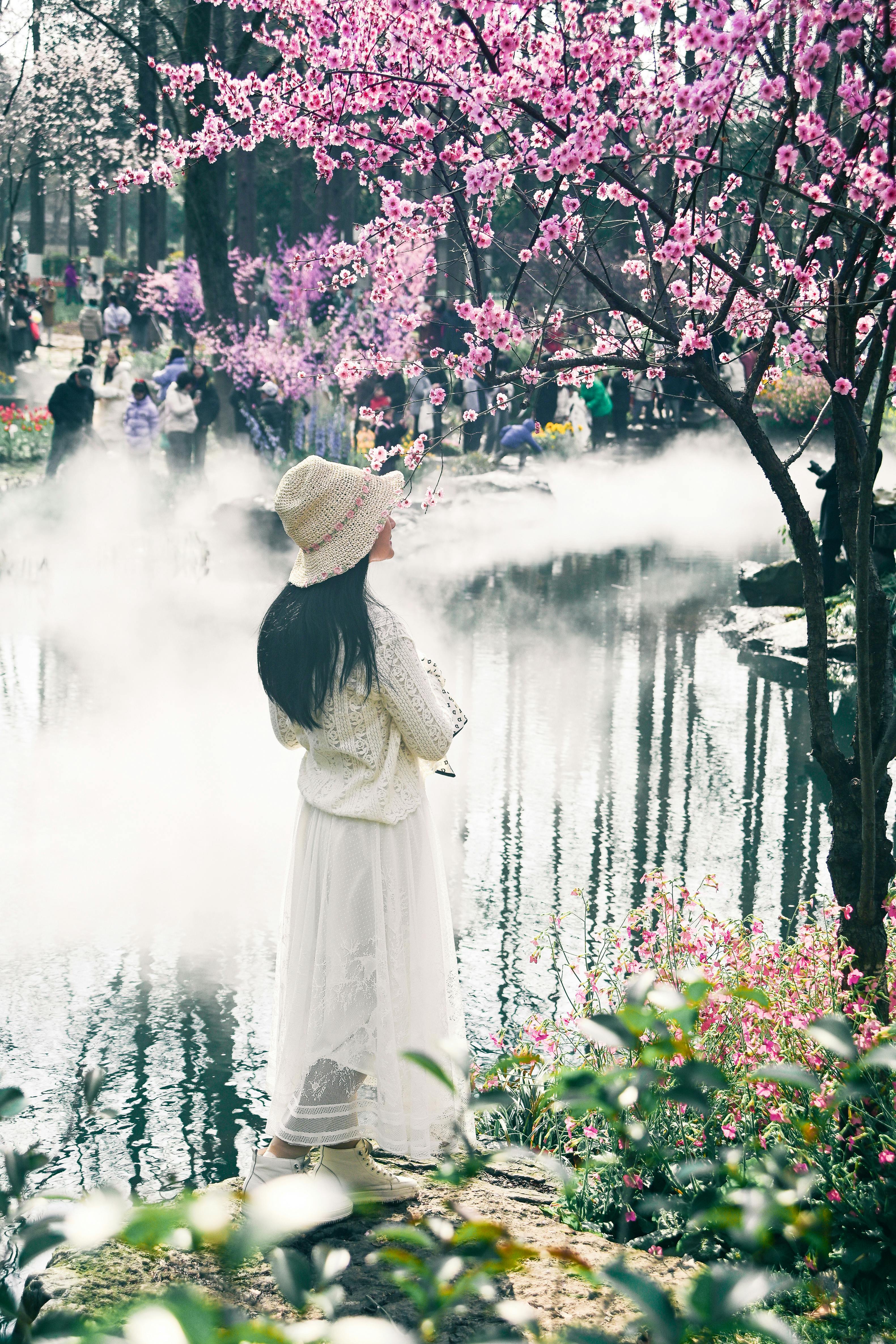 Beautiful Plum Blossoms in Nanjing Spring · Free Stock Photo
