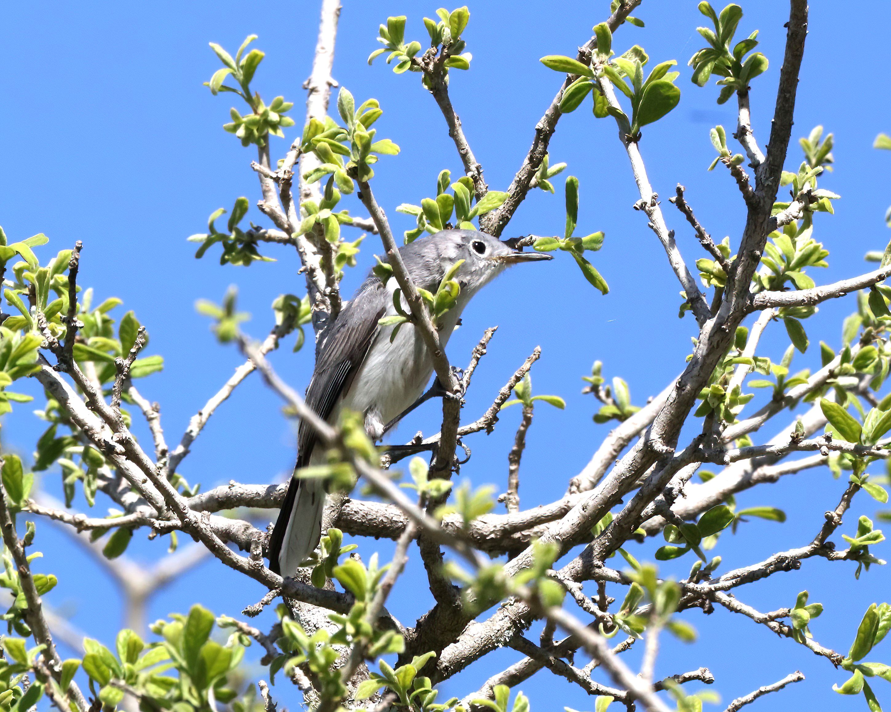 Blue Gray Gnatcatcher: Facts and Conservation Status Update