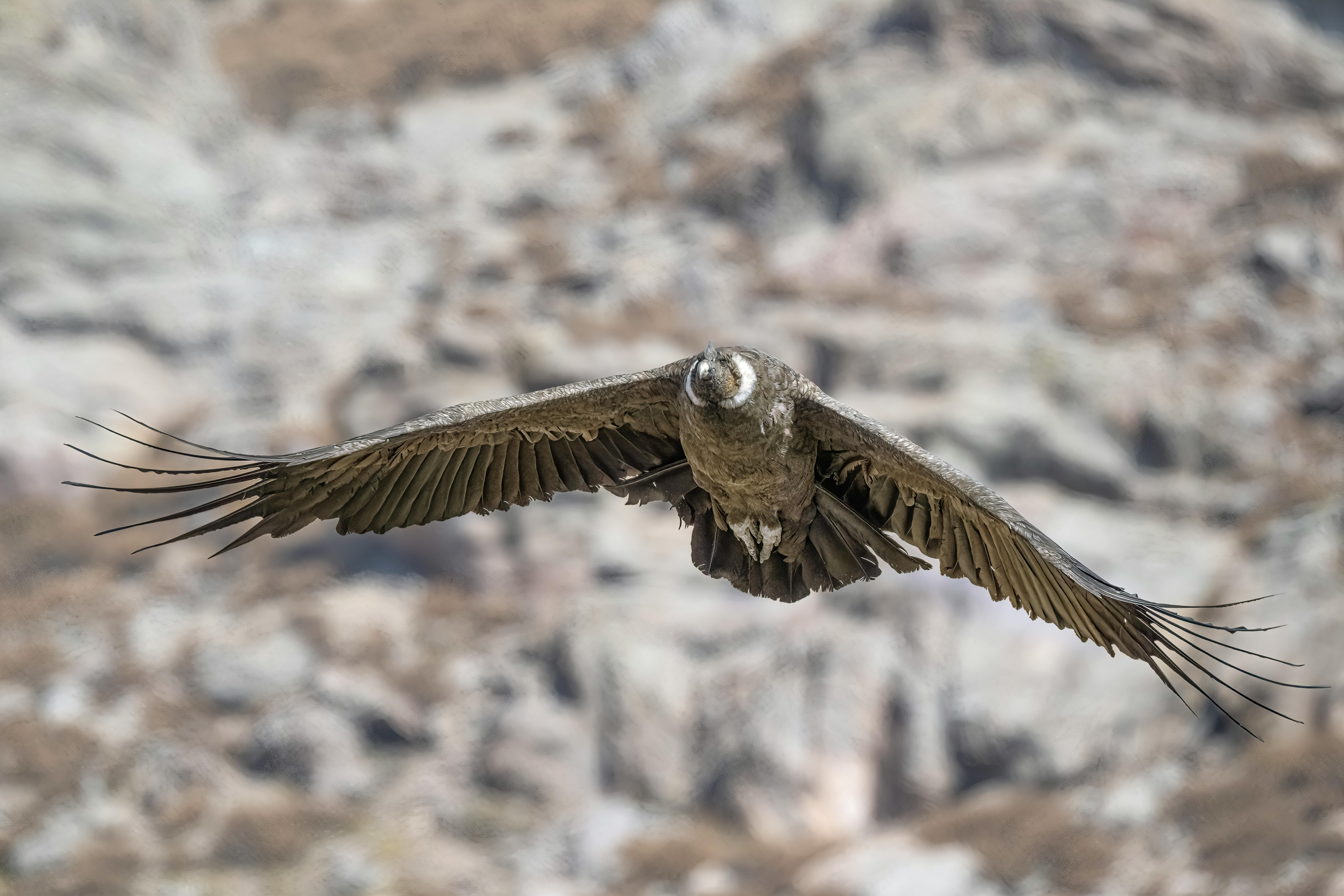 Majestic Andean Condor in Flight Over Chilean Mountains · Free Stock Photo