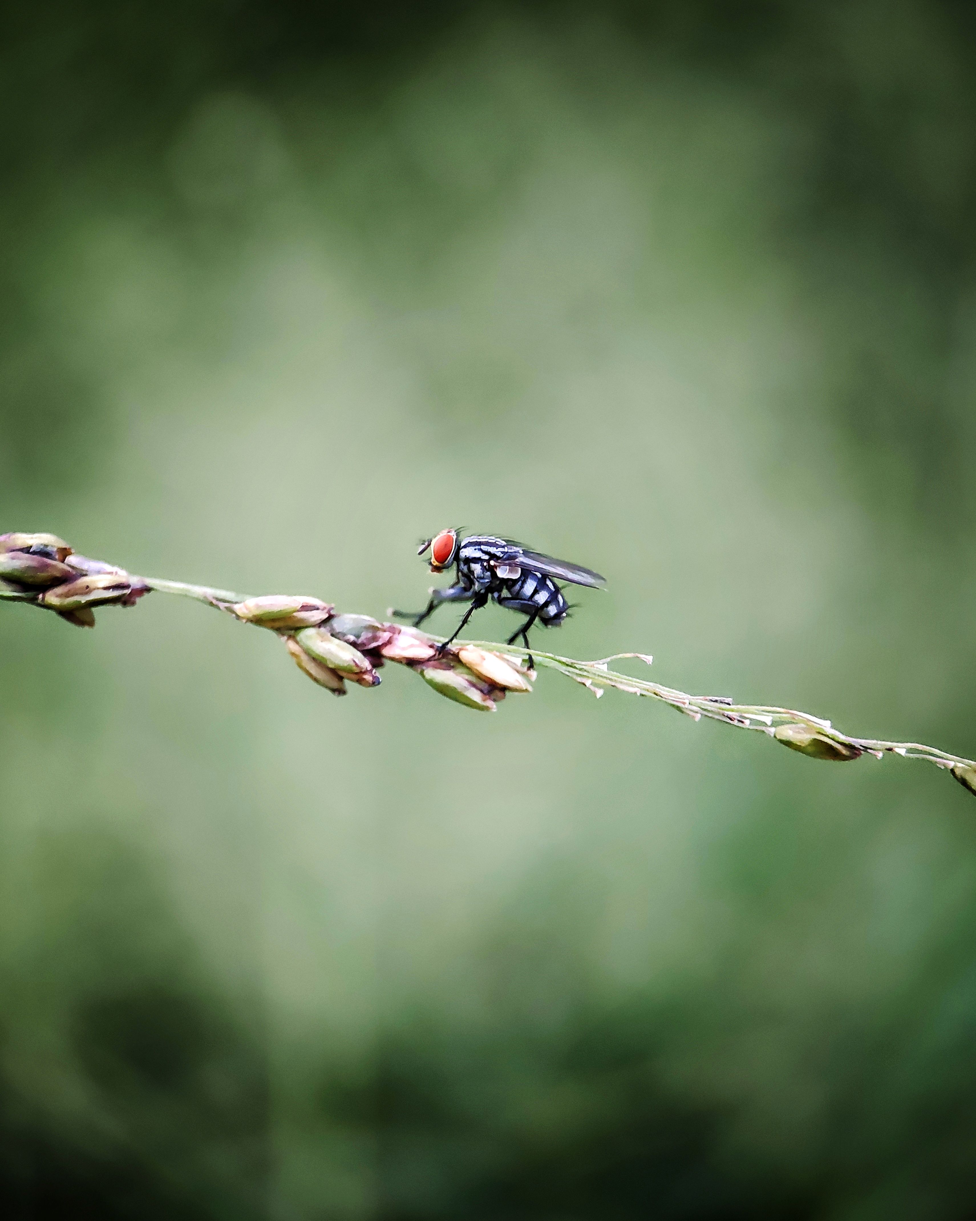 Close-Up of Fly on a Plant with Green Background · Free Stock Photo