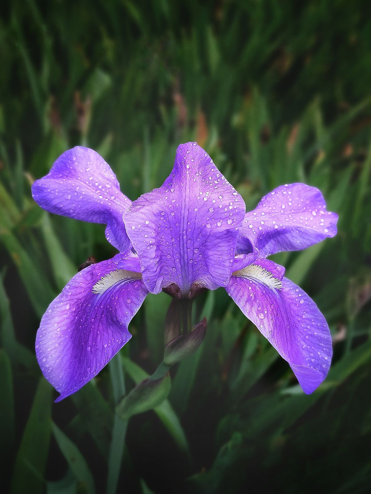 Iris Photos, Download The BEST Free Iris Stock Photos & HD Images