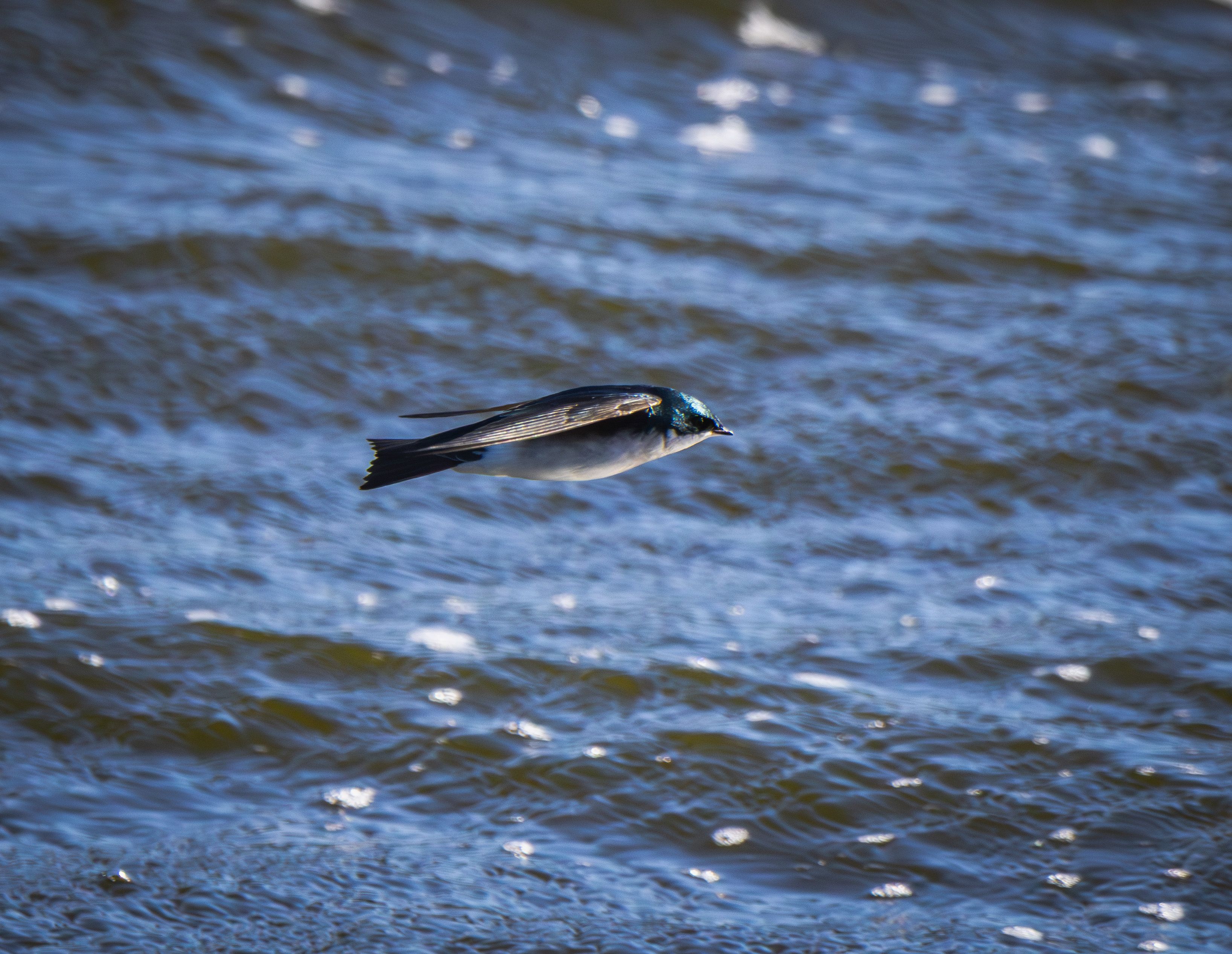 Swallow Gliding Over Water in Mid-flight · Free Stock Photo