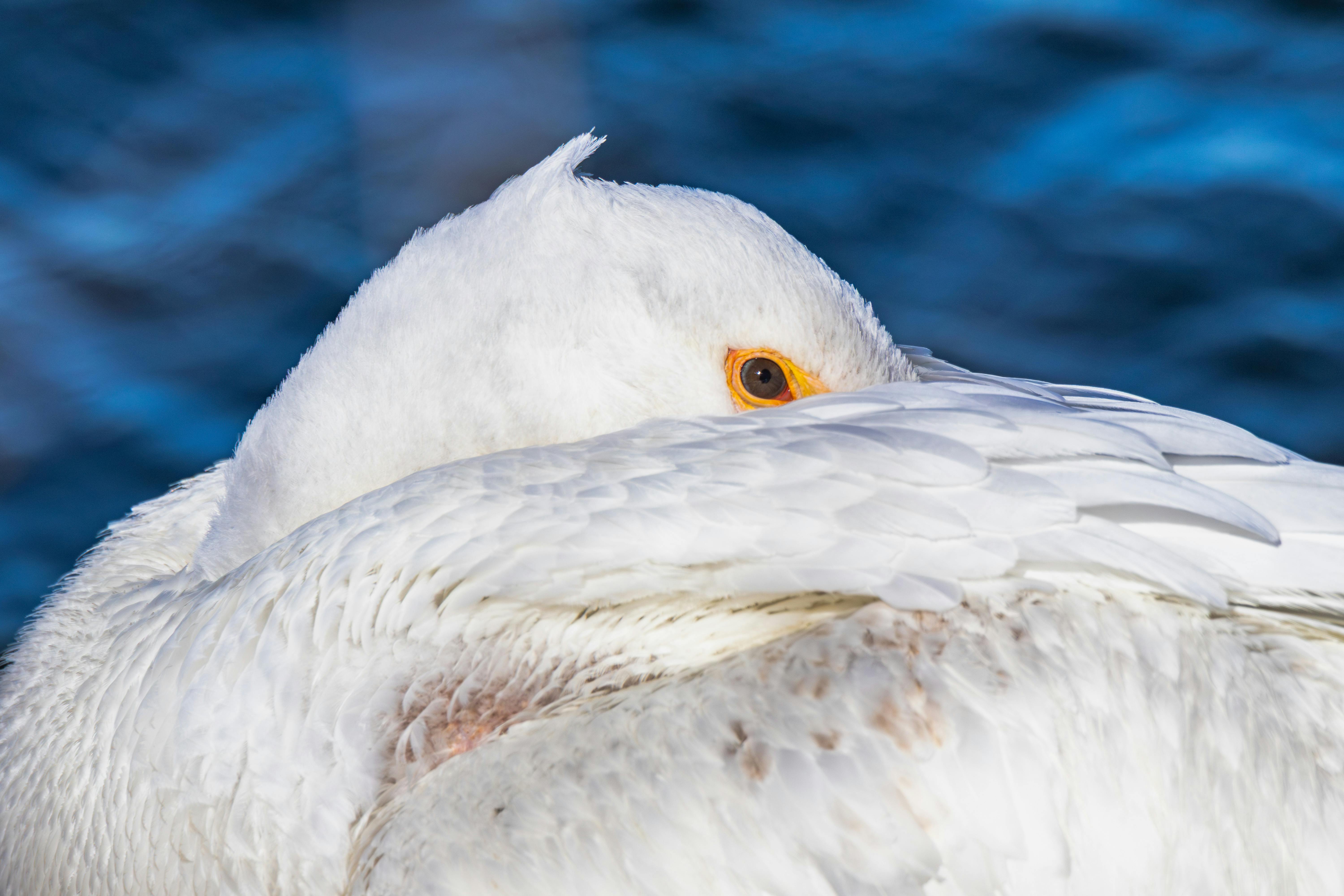 Eye Reflection Animal Photos, Download The BEST Free Eye Reflection ...