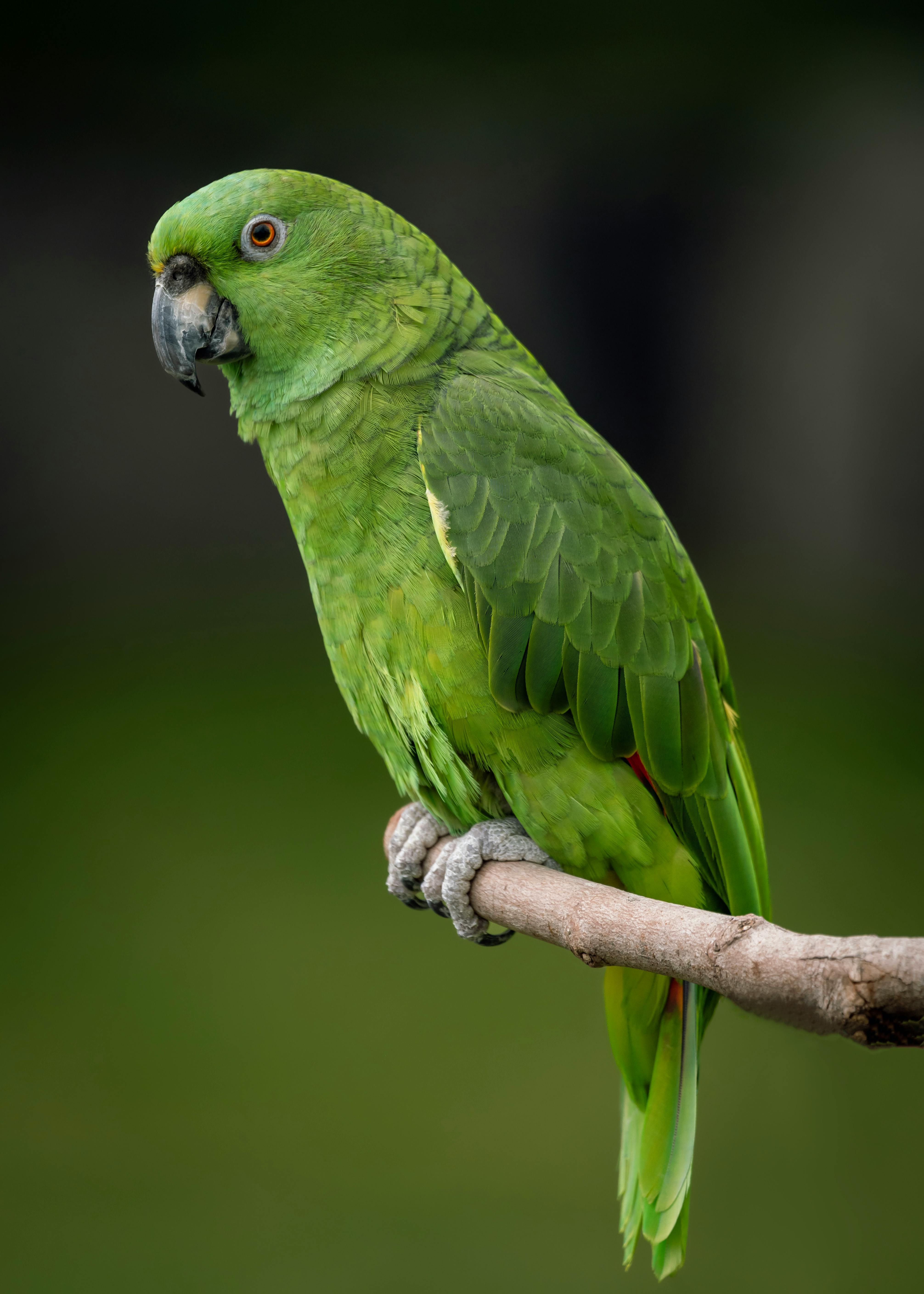 Amazon Sticker Photos, Download The BEST Free Amazon Sticker Stock ...